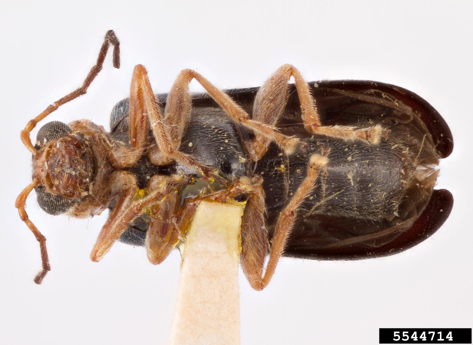 leaf beetle (Apophylia flavovirens)