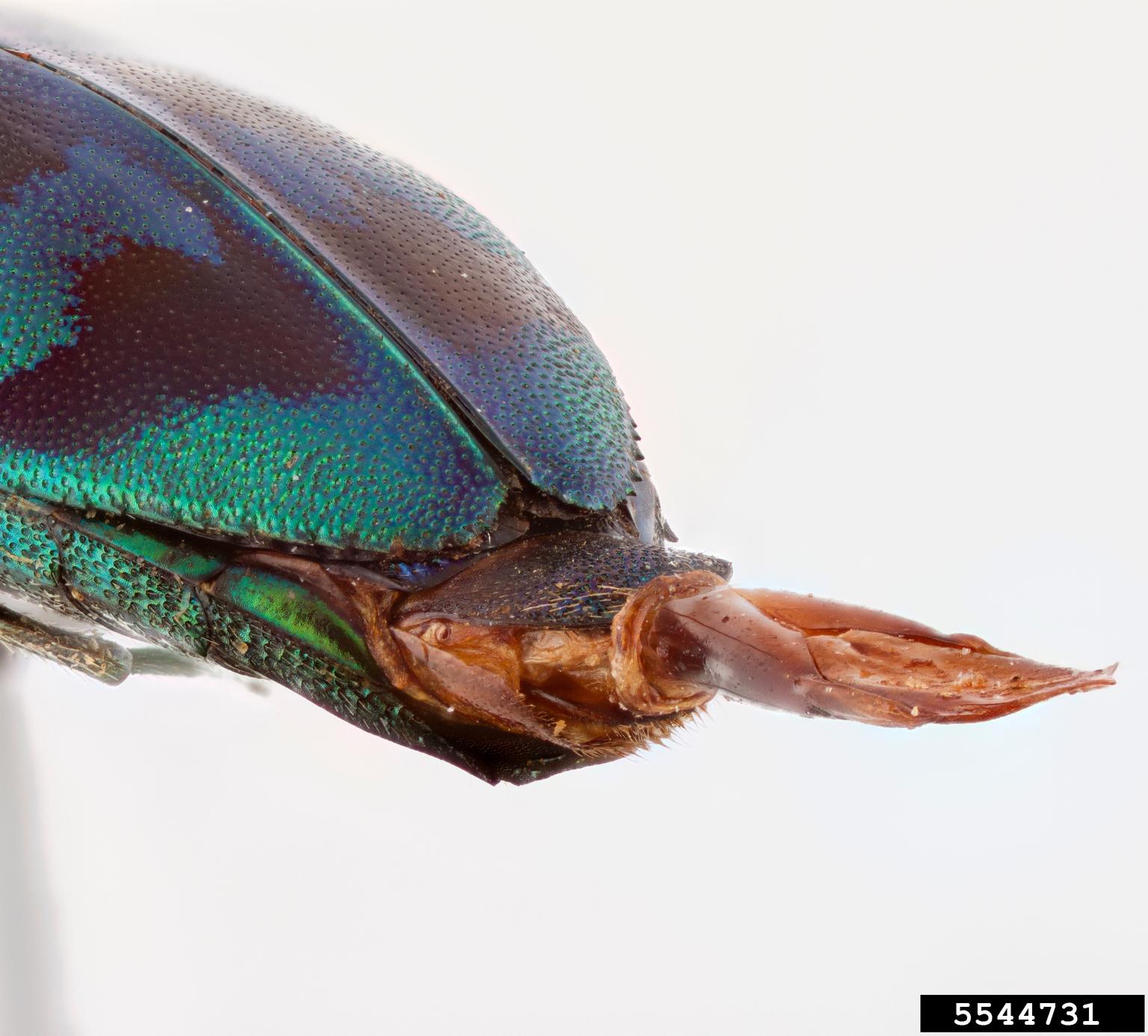 metallic wood-boring beetle (Chrysobothris socialis ssp. socialis ...