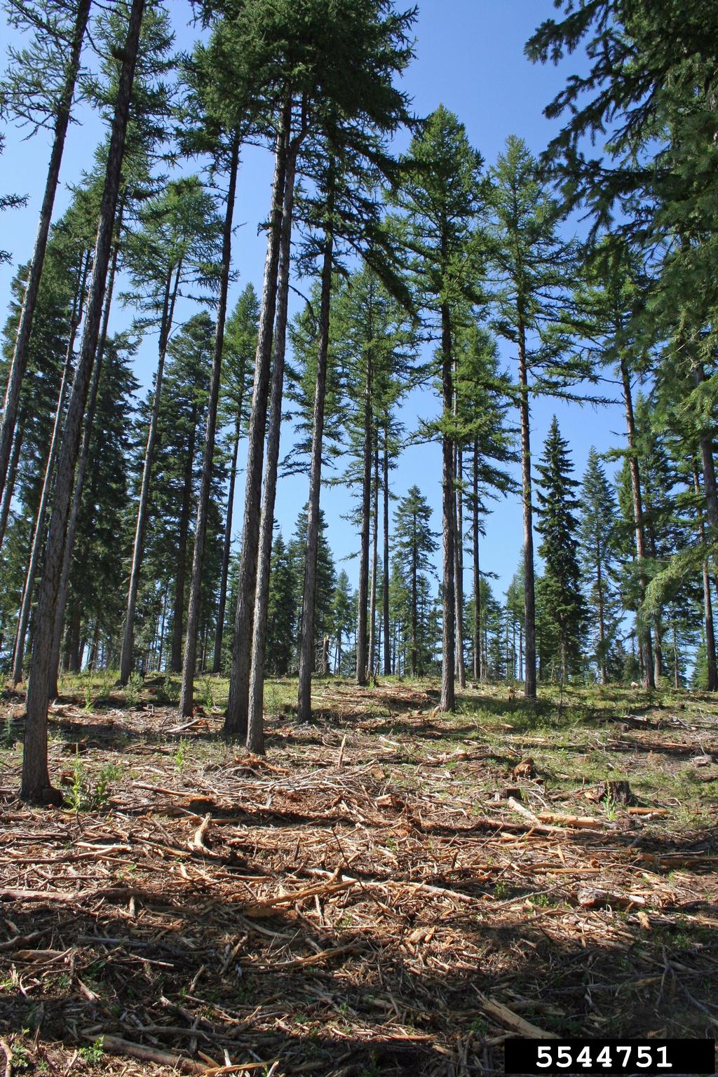 thinning (stand)
