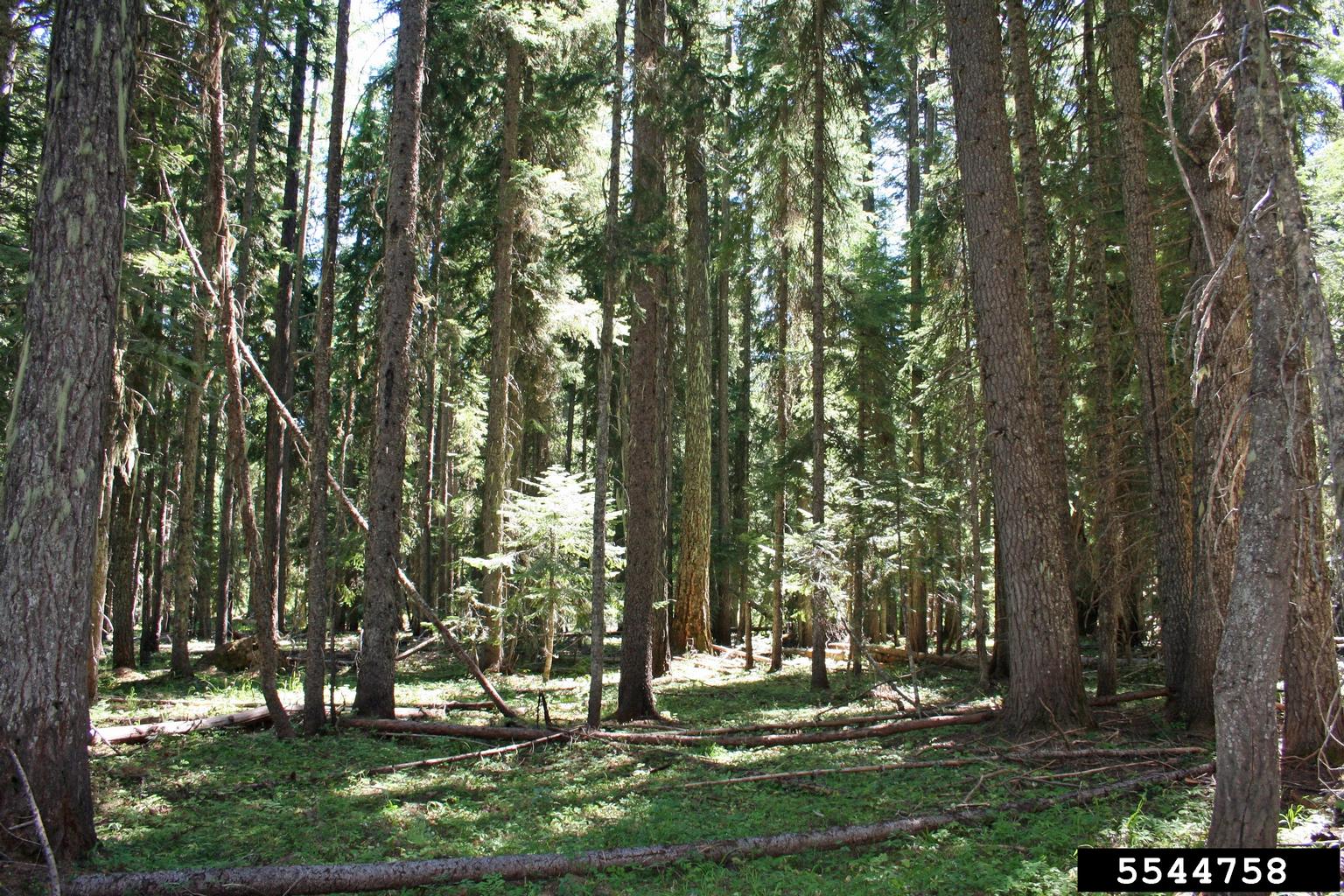 southwestern mixed conifers