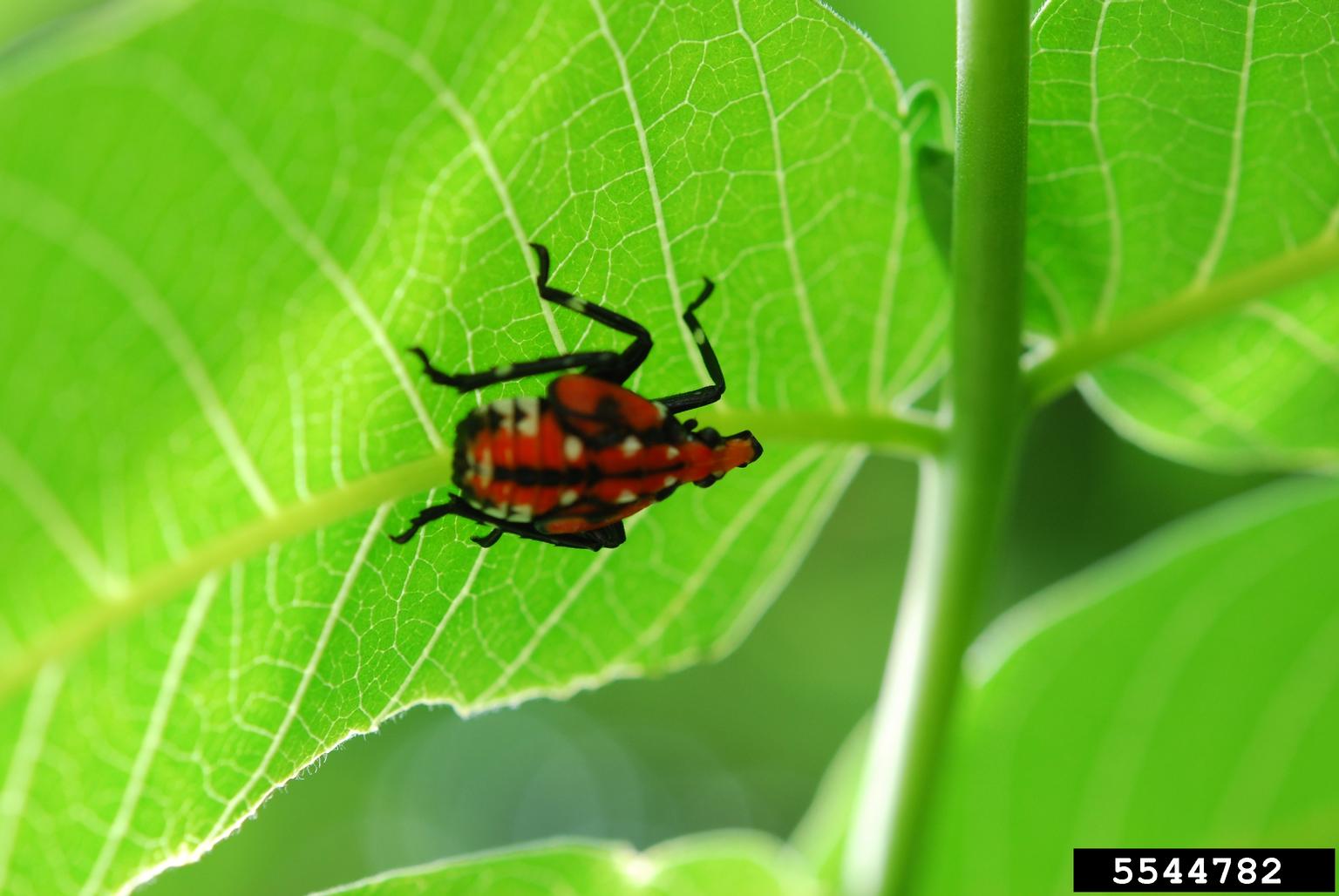spotted lanternfly (Lycorma delicatula (White, 1845))