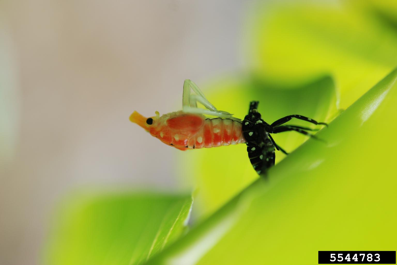 spotted lanternfly (Lycorma delicatula (White, 1845))