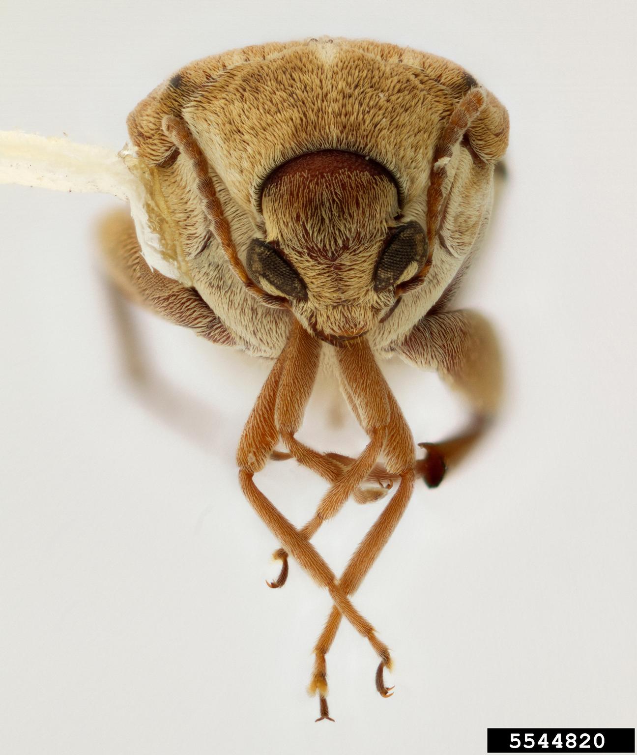 Bean weevil (Algarobius nicoya)