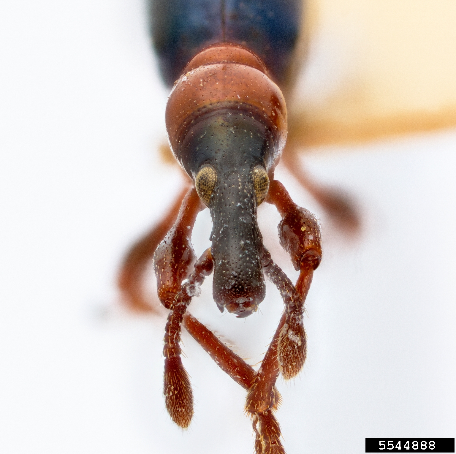 sweetpotato weevil, Cylas formicarius (Coleoptera: Brentidae) - 5544888