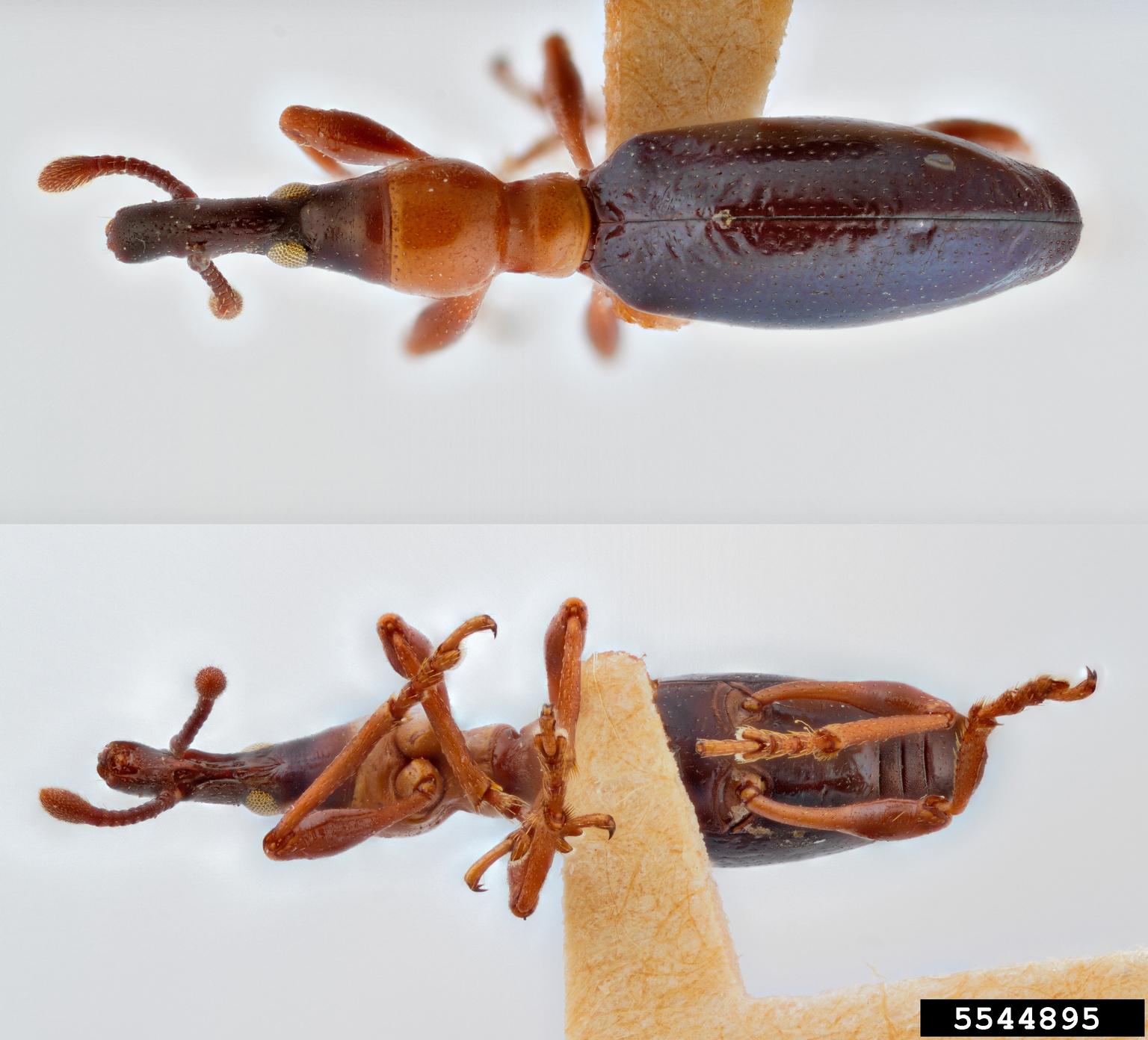 sweetpotato weevil (Cylas formicarius (Fabricius, 1798))