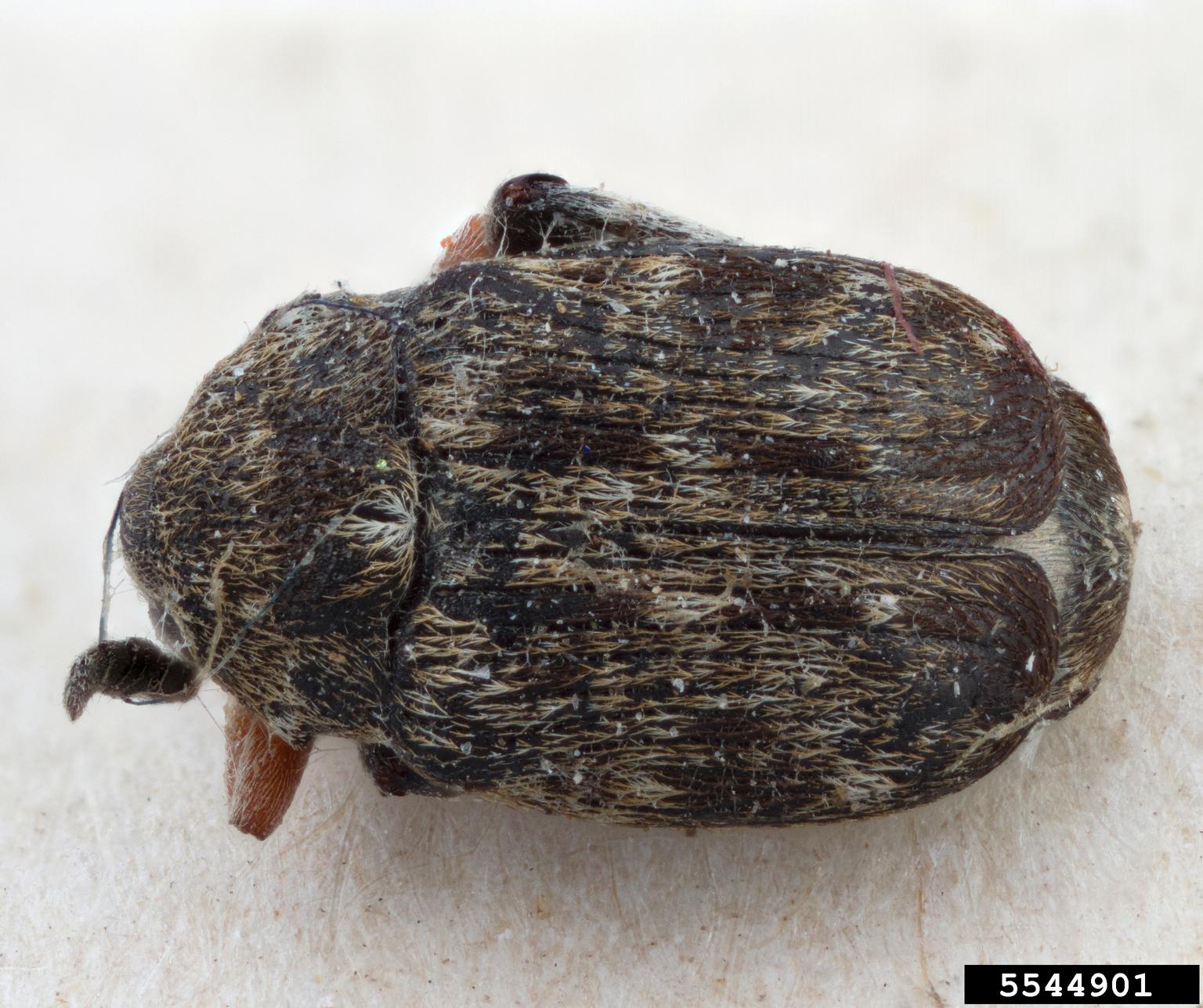 Bean weevil (Bruchus ulicis)