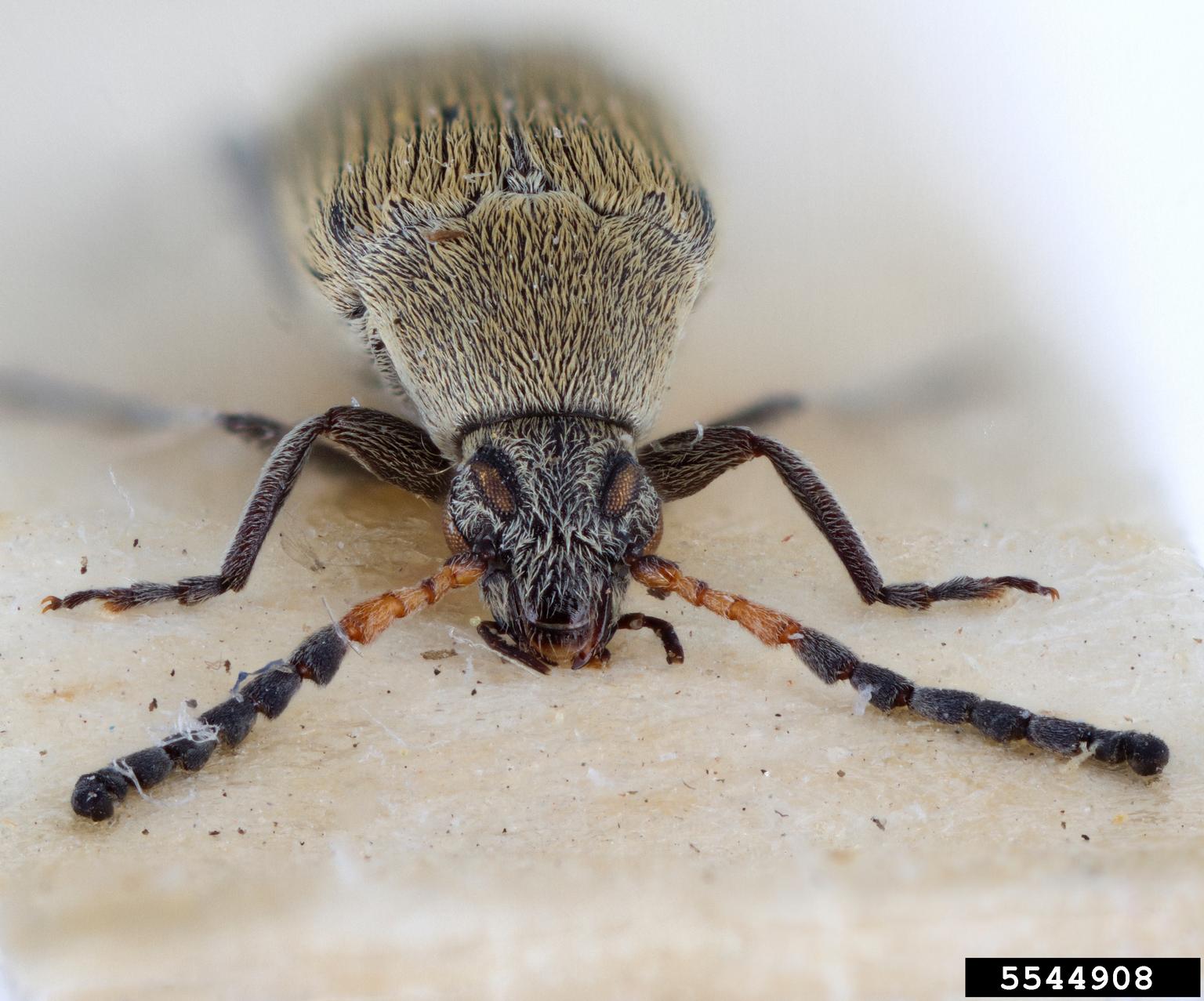 Bean weevil (Bruchidius cinerascens (Gyllenhal))