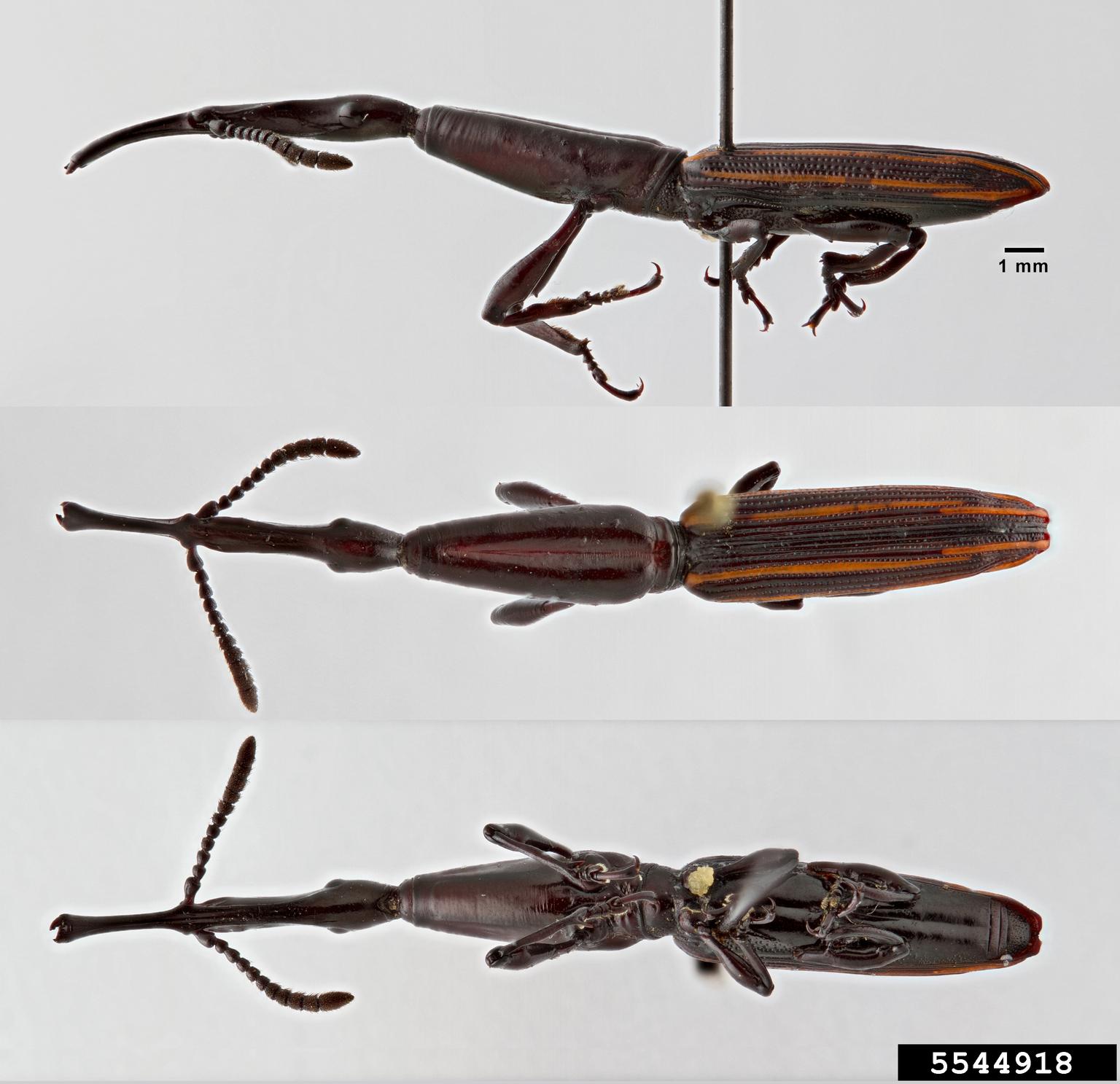 Straight-snouted weevil (Brentus mexicanus Boheman)