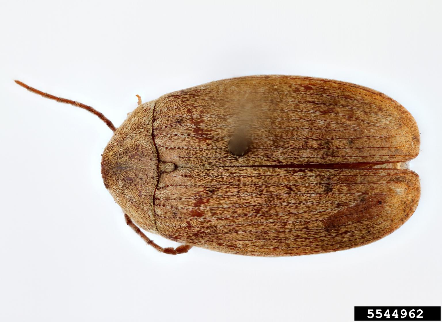 Bean weevil (Amblycerus acapulcensis)