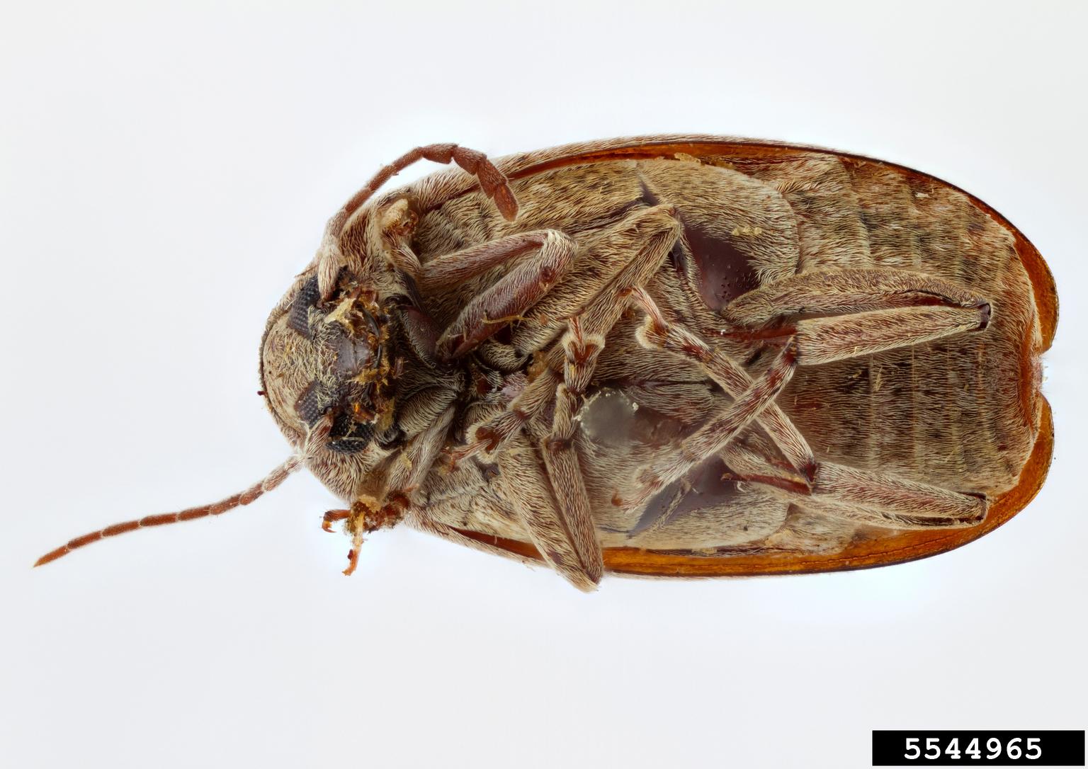 Bean weevil (Amblycerus acapulcensis Kingsolver)