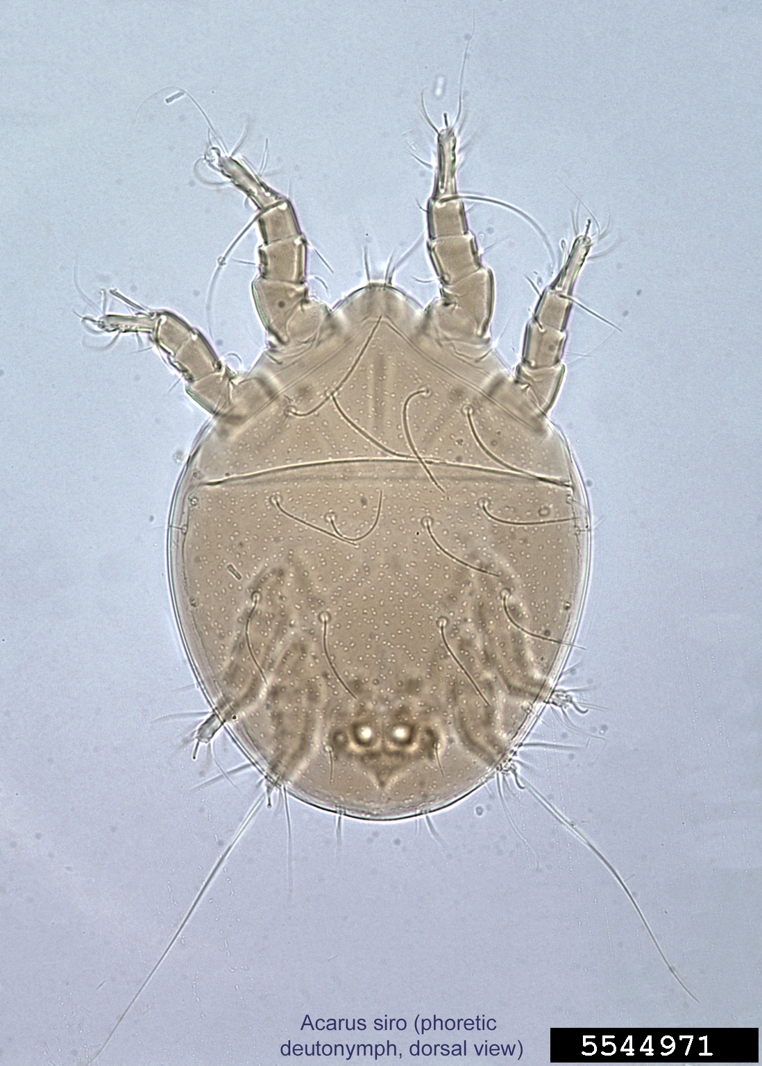 grain mite (Acarus siro Linnaeus)