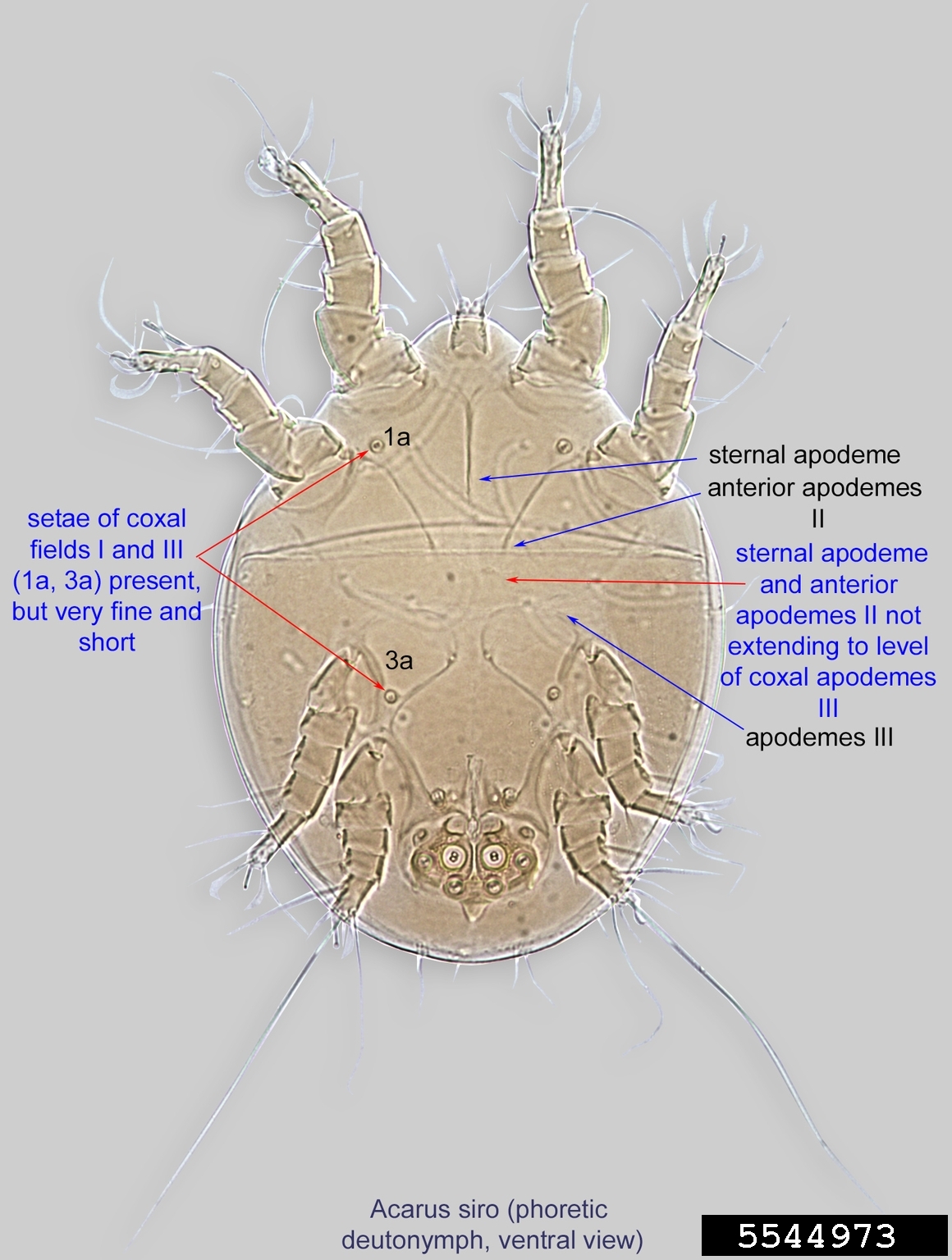 grain mite (Acarus siro Linnaeus)