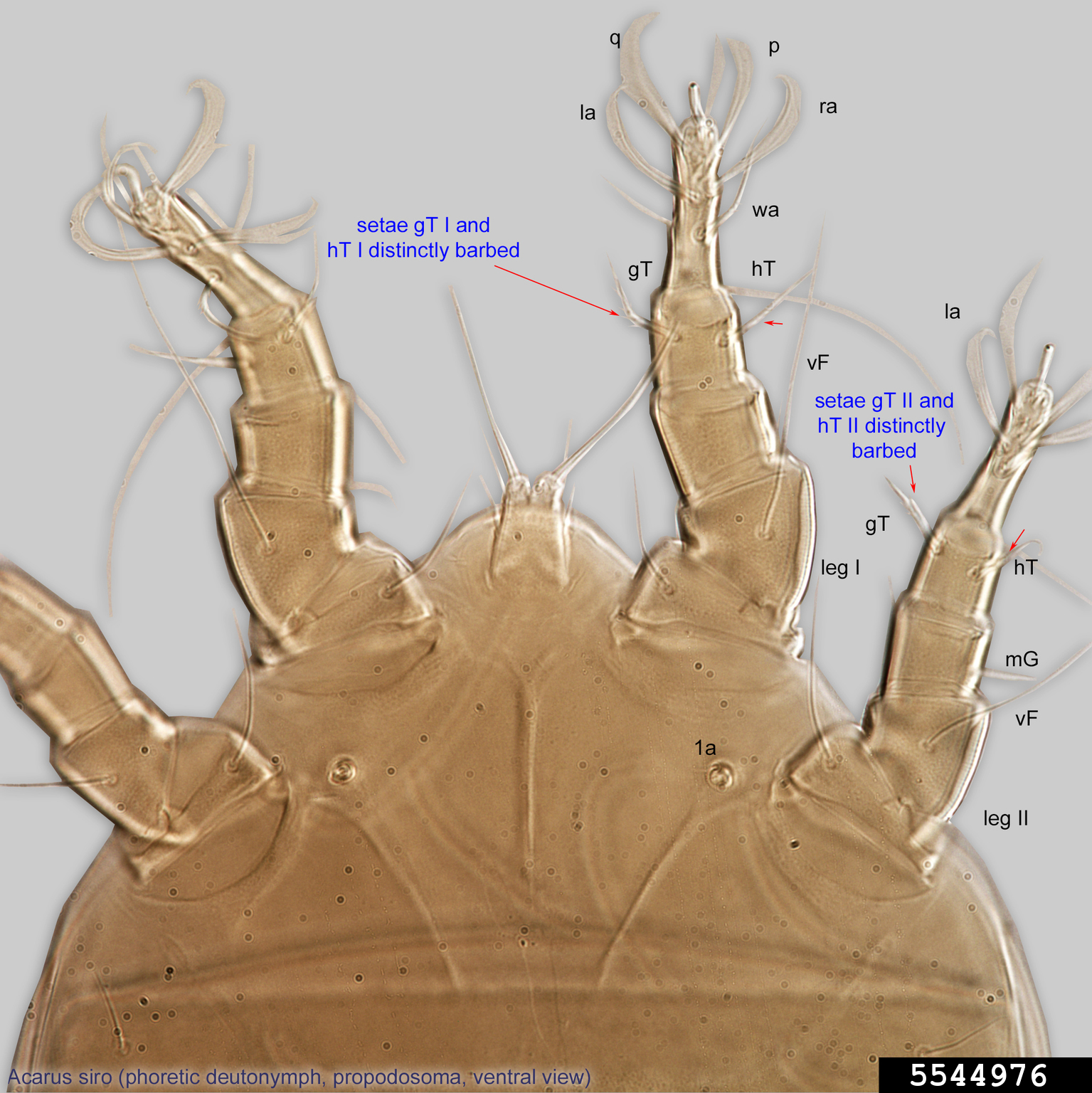 grain mite (Acarus siro Linnaeus)