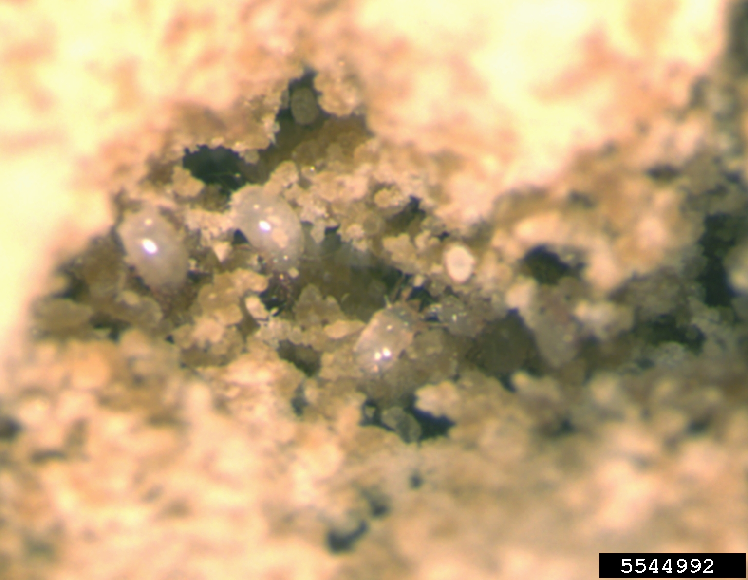 mite (Acarus chaetoxysilos)