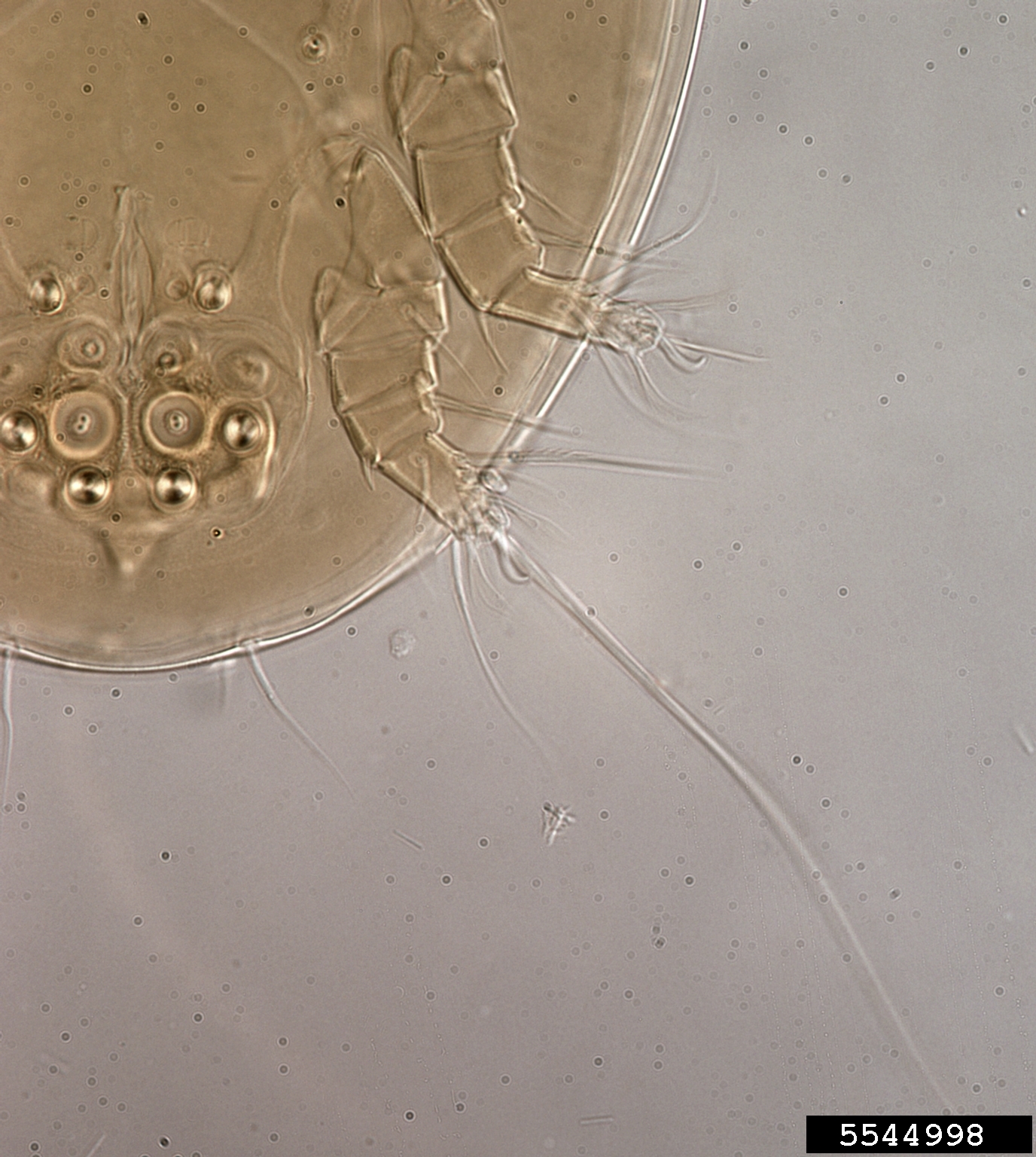 grain mite (Acarus siro)