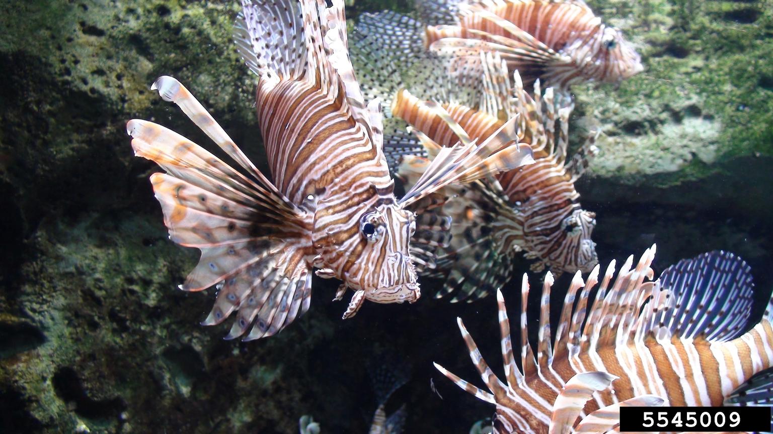 lionfish (Pterois volitans (Linnaeus, 1758))