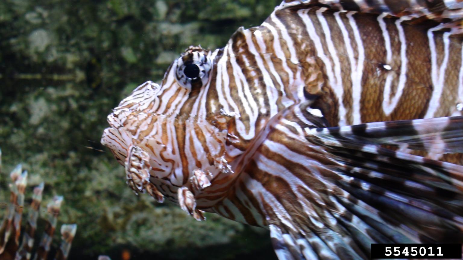 lionfish (Pterois volitans)