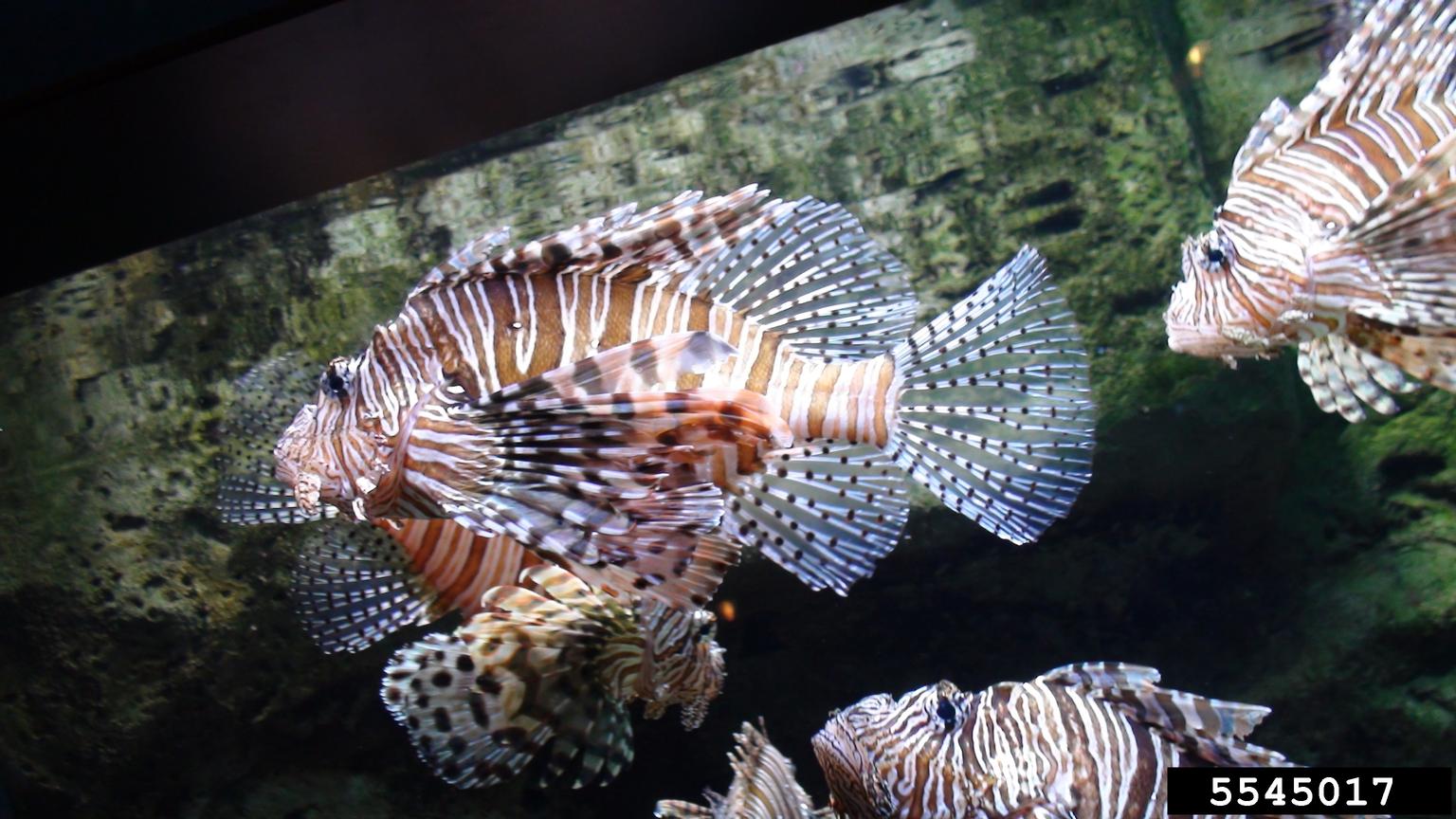 lionfish (Pterois volitans (Linnaeus, 1758))