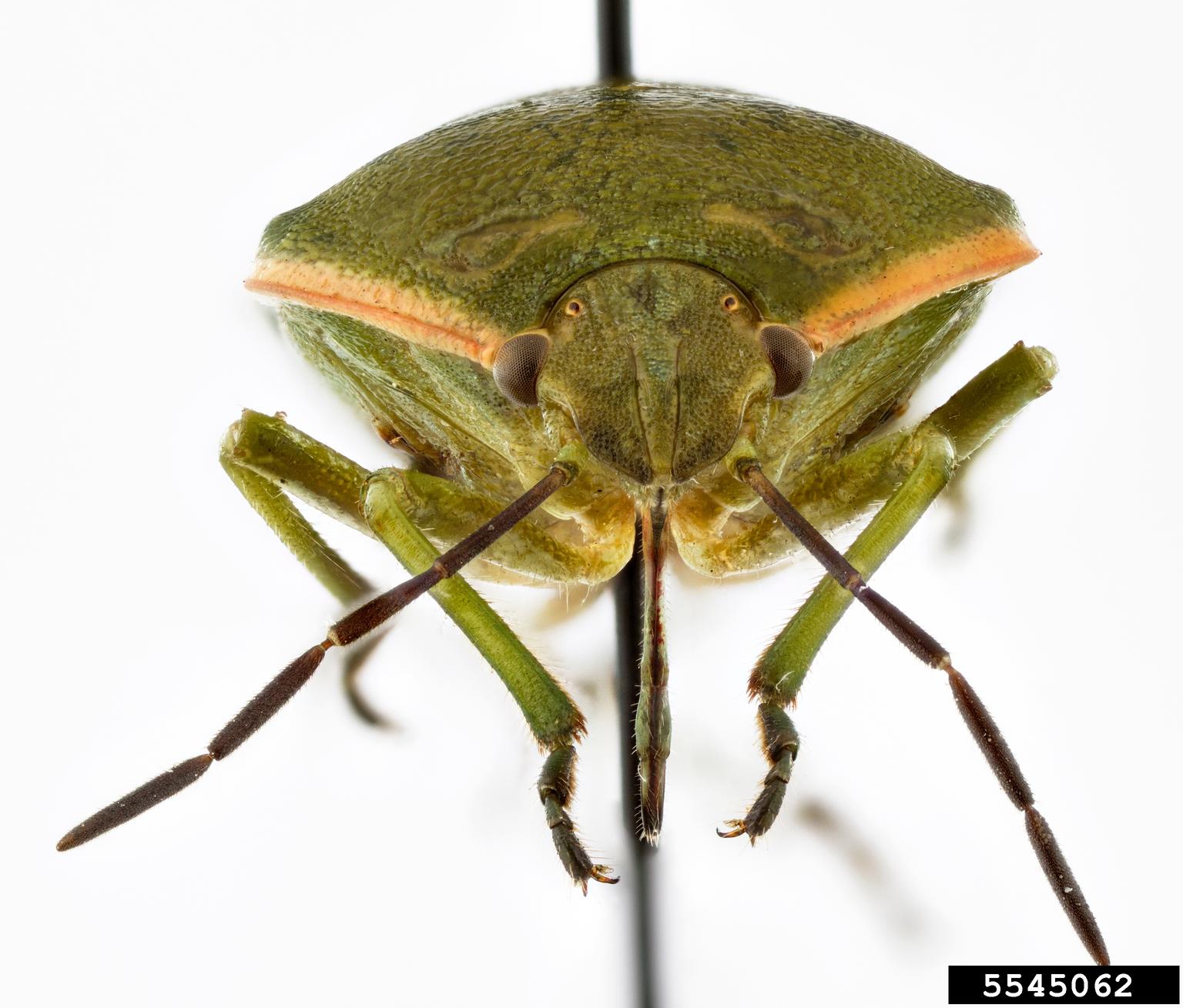 shield bug (Chlorochroa persimilis)