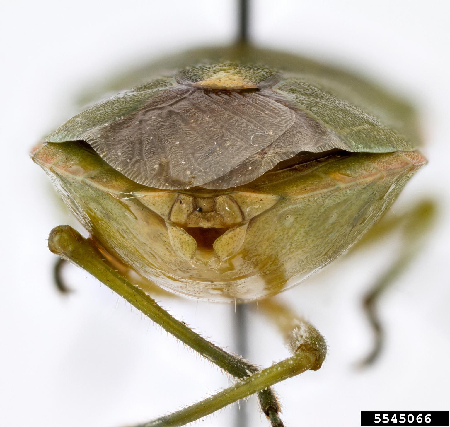 shield bug, Chlorochroa persimilis (Hemiptera: Pentatomidae) - 5545066