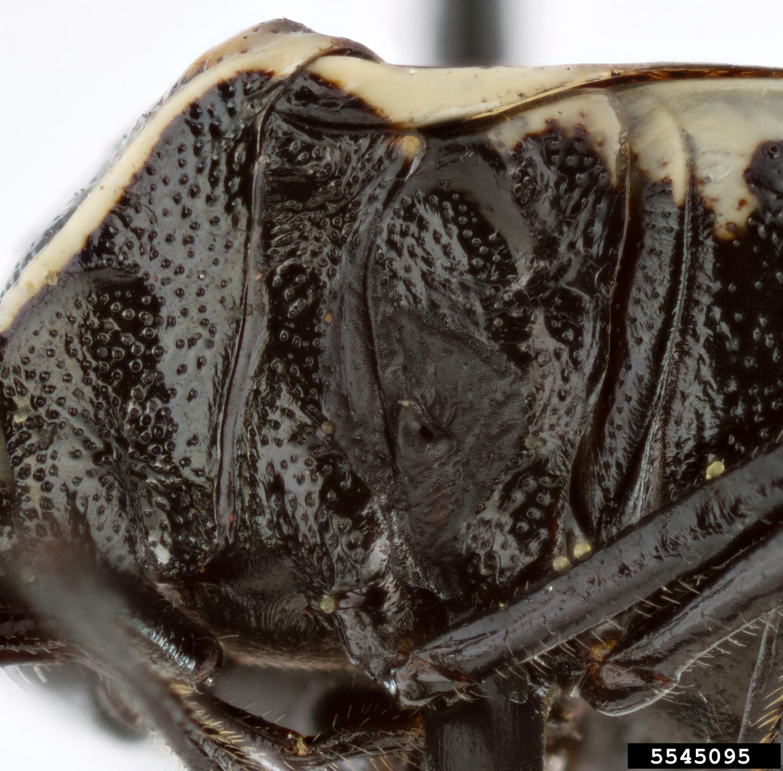 shield bug (Cosmopepla binotata)