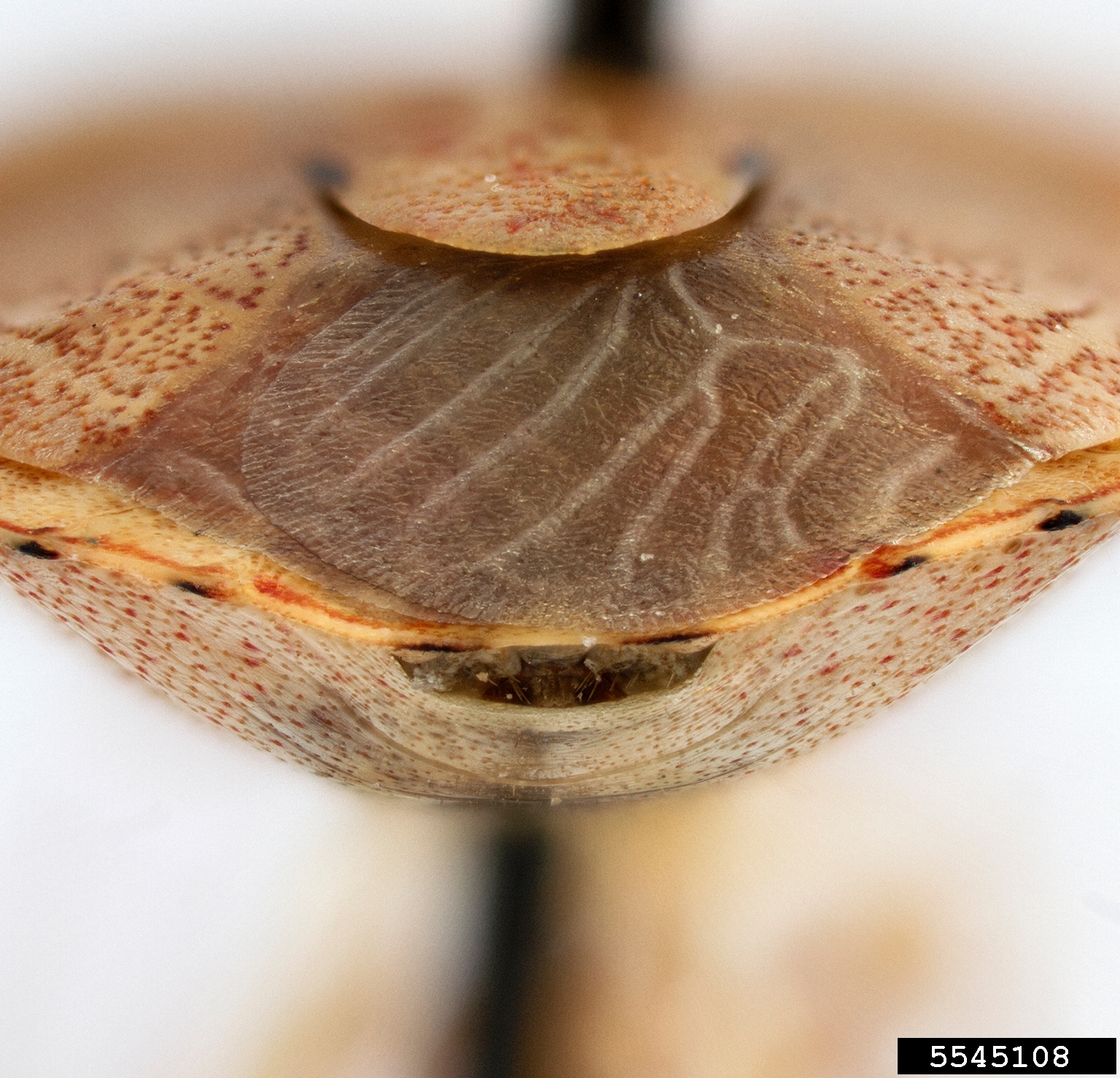 shield bug (Dendrocoris humeralis (Uhler))