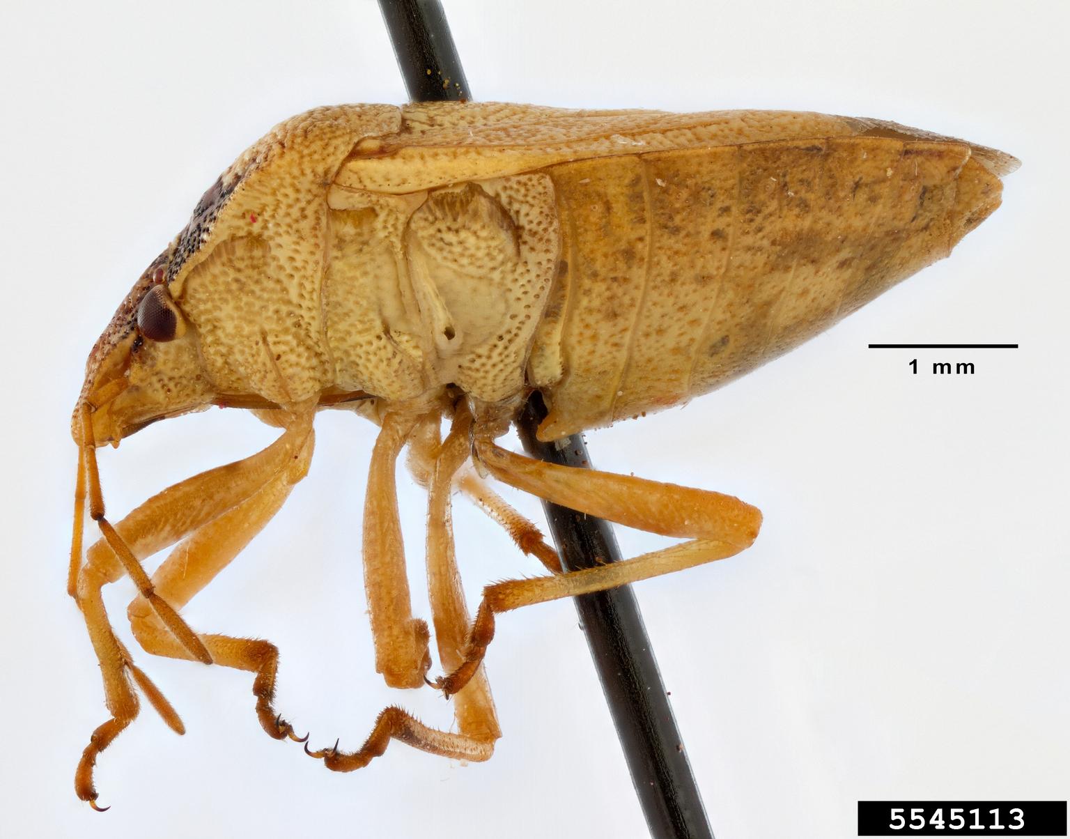 shield bug (Dendrocoris contaminatus Uhler)
