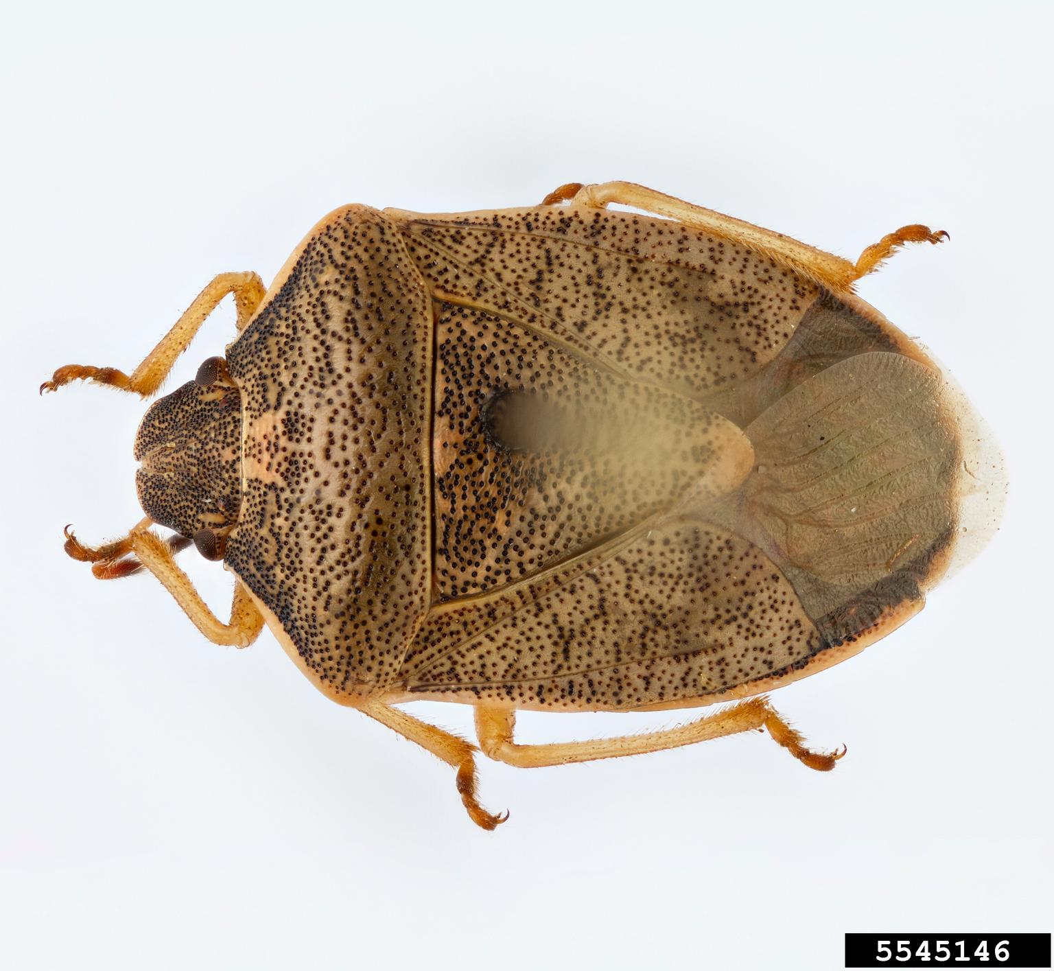 shield bug (Holcostethus limbolarius (Stål))