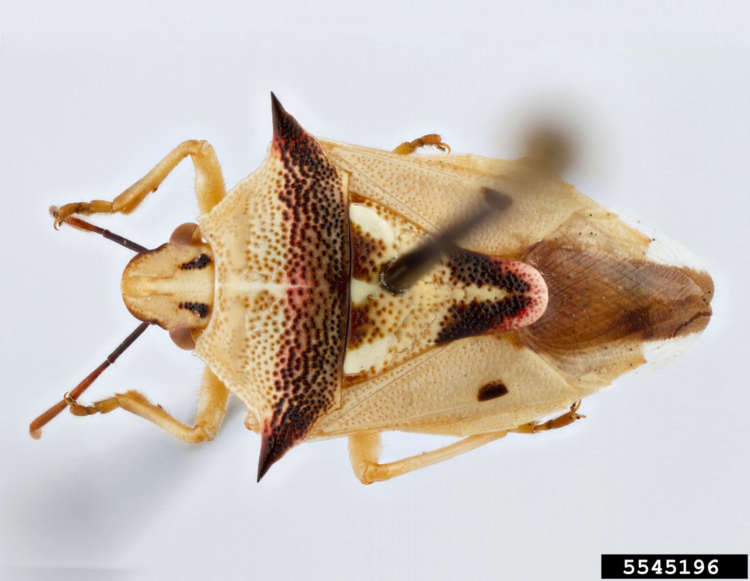 shield bug (Podisus acutissimus Stål)