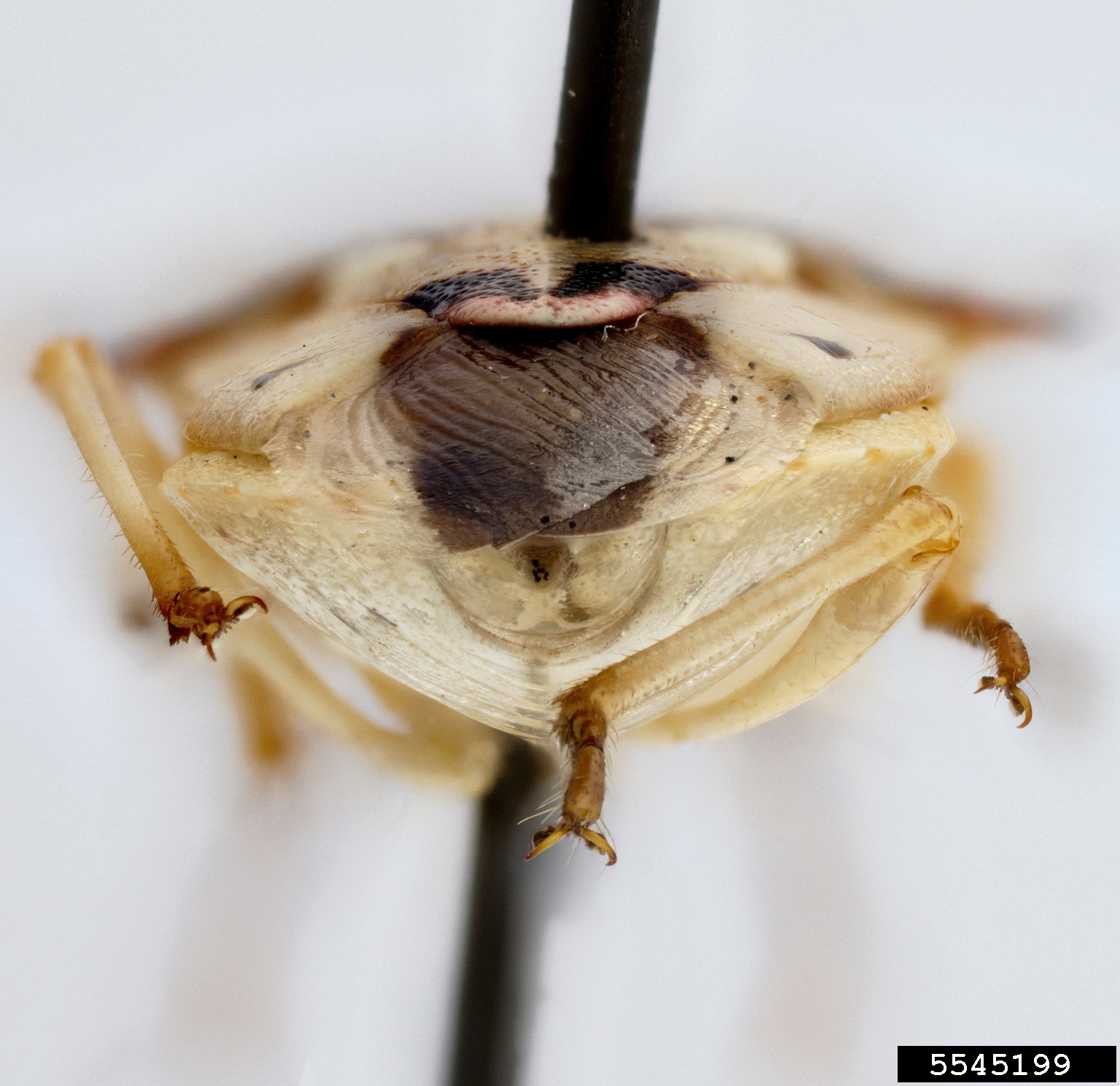 shield bug (Podisus acutissimus)