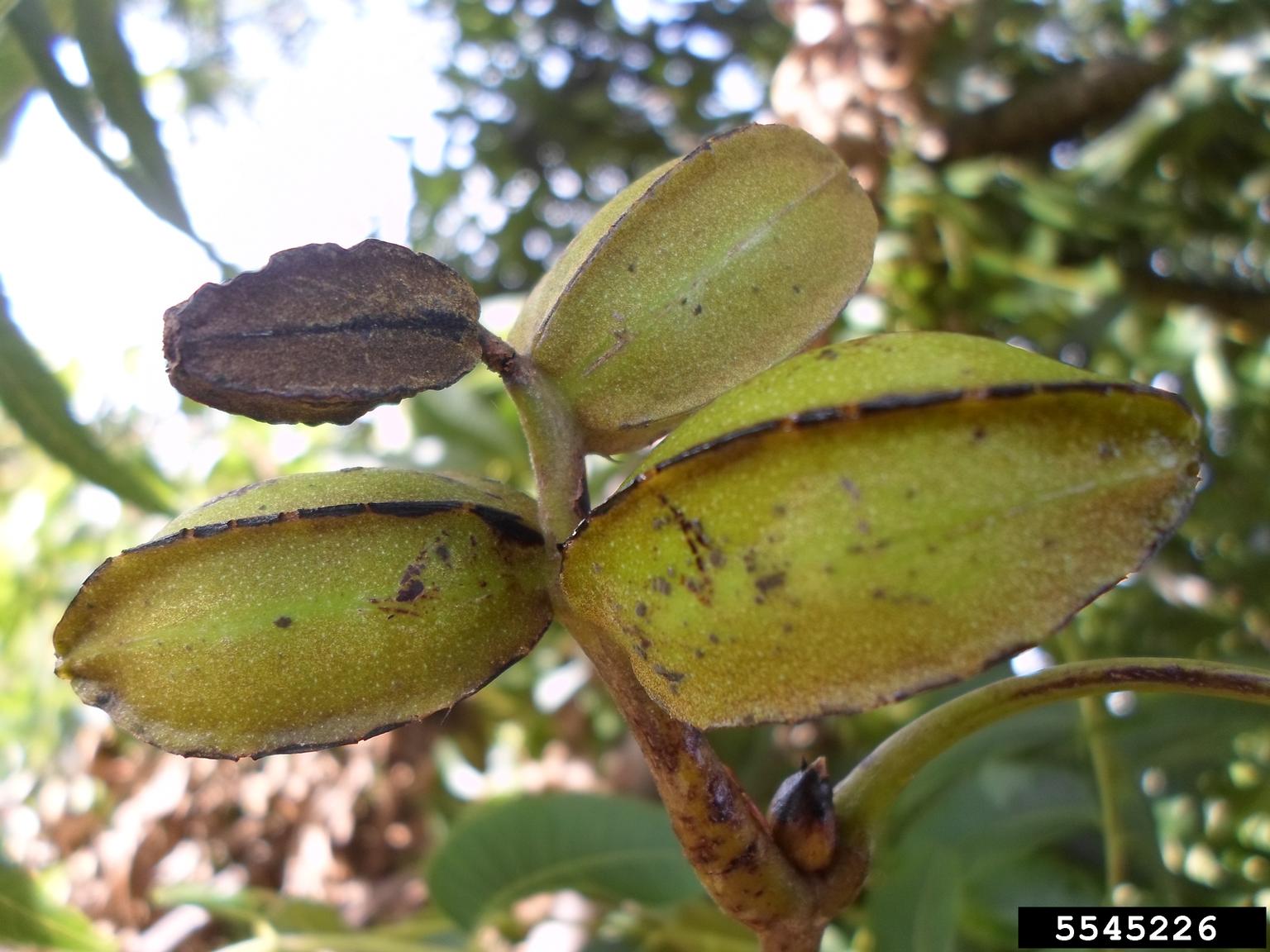 pecan (Carya illinoinensis (Wangenh.) K. Koch)