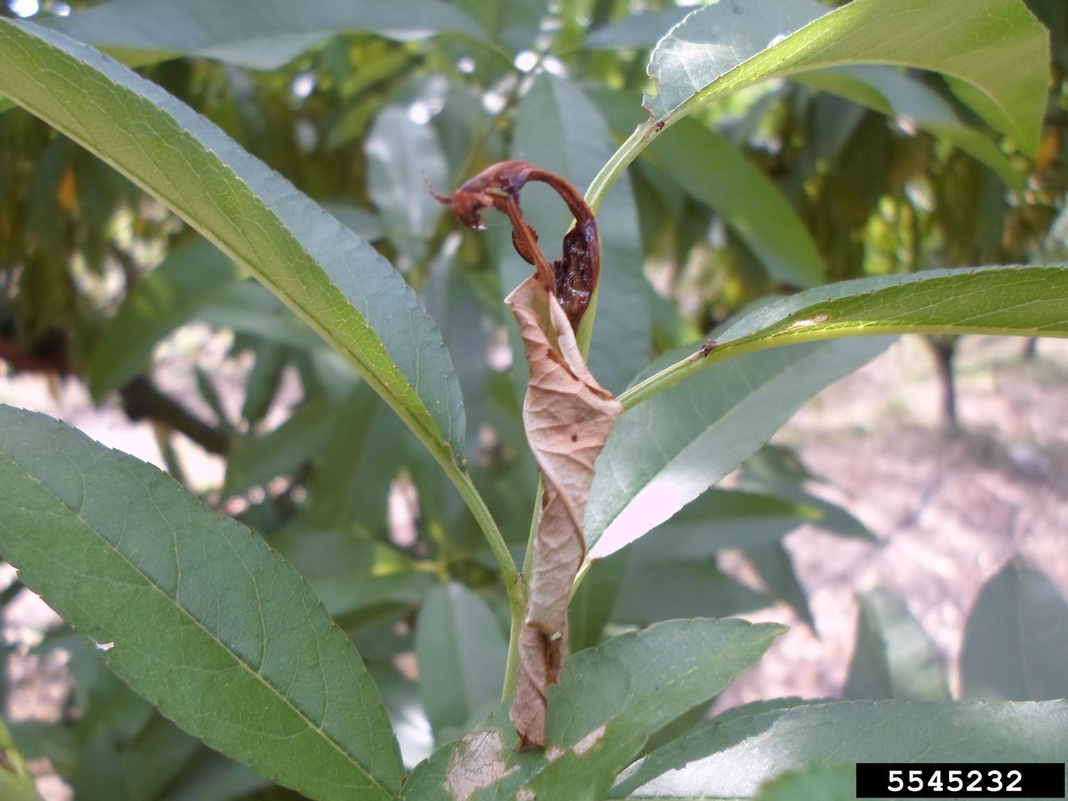 Oriental fruit moth (Grapholita molesta (Busck))