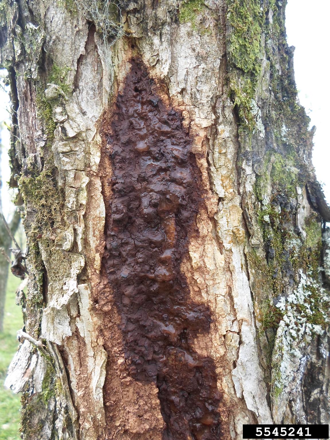 wood fly (Rhaphiorhynchus pictus)