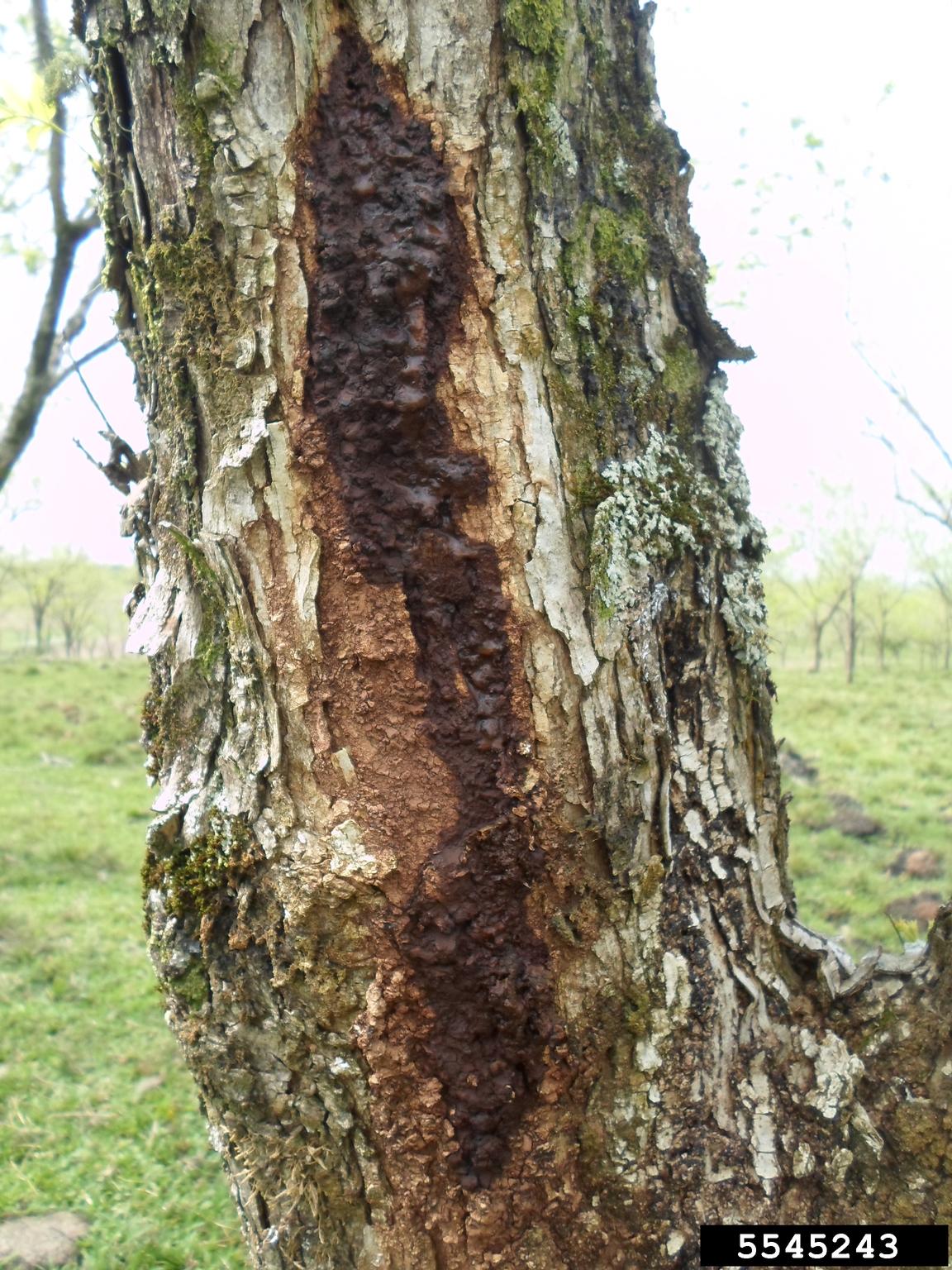 wood fly (Rhaphiorhynchus pictus Wiedemann)