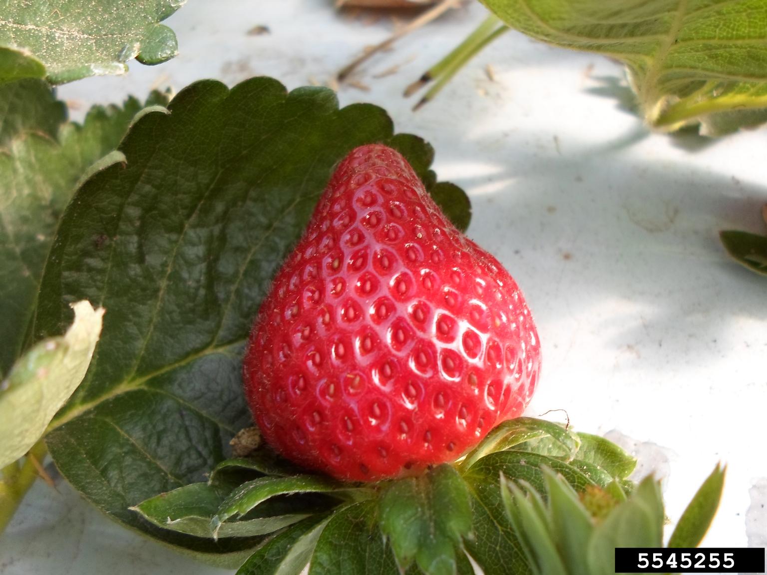 strawberry (Fragaria x ananassa Duchesne ex Rozier [chiloensis × ...