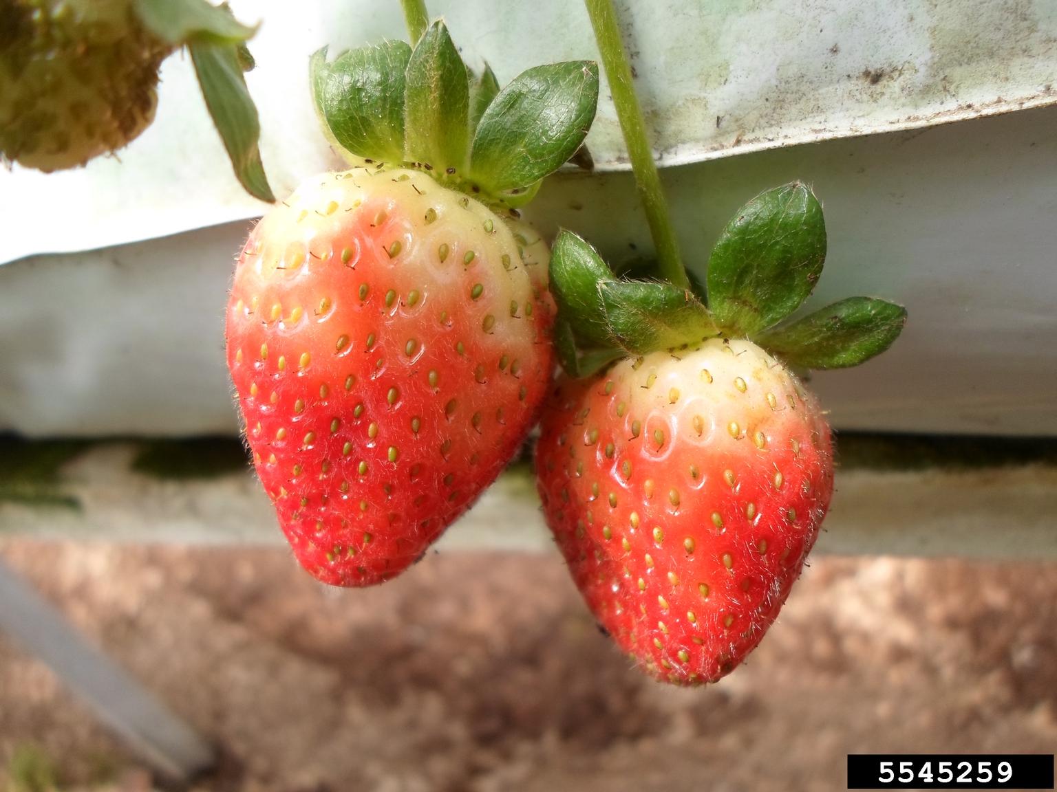 strawberry (Fragaria x ananassa Duchesne ex Rozier [chiloensis × ...