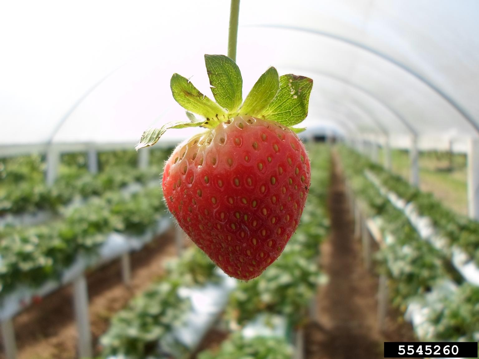strawberry (Fragaria x ananassa Duchesne ex Rozier [chiloensis × ...
