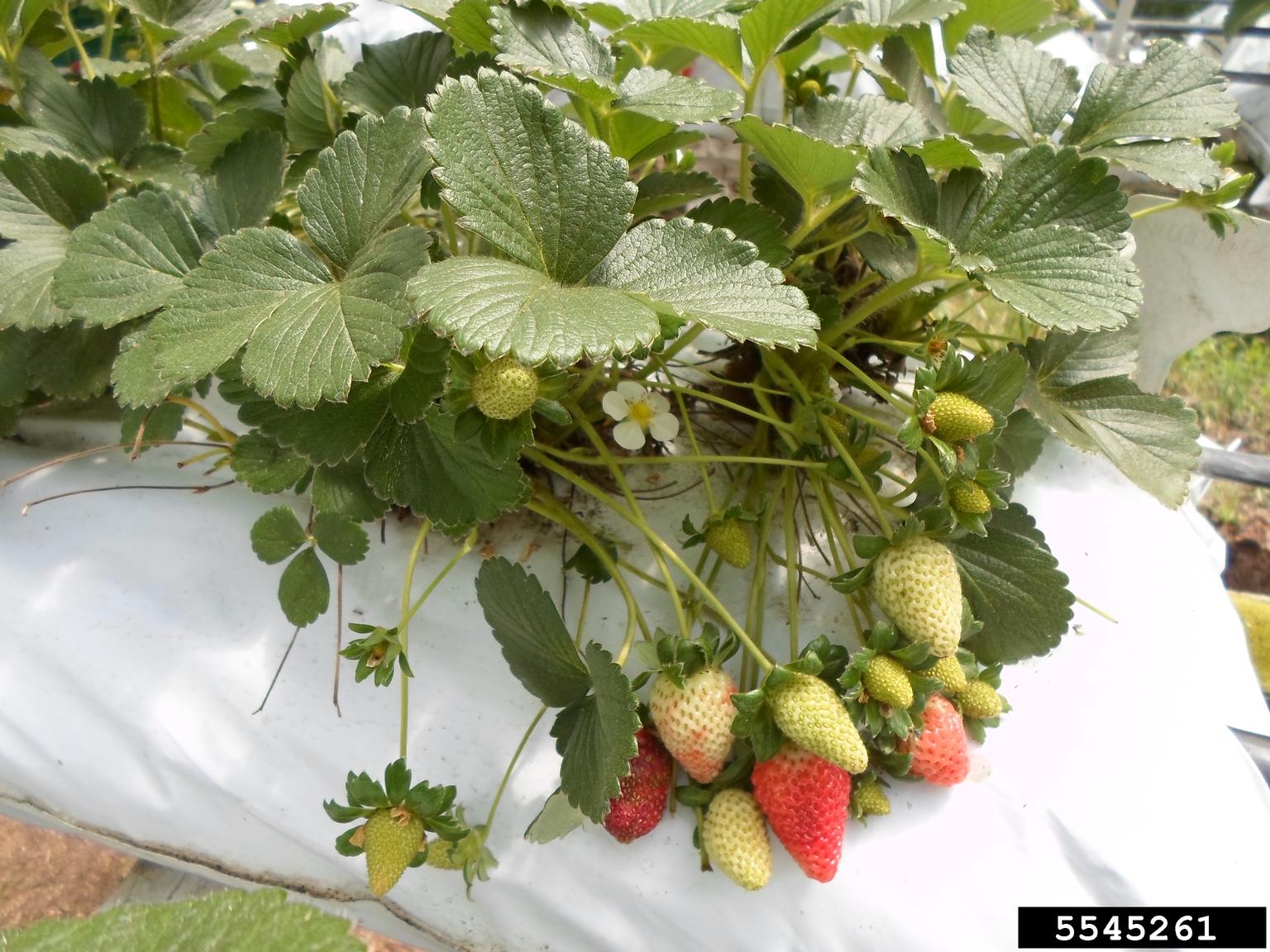 strawberry (Fragaria x ananassa Duchesne ex Rozier [chiloensis × ...