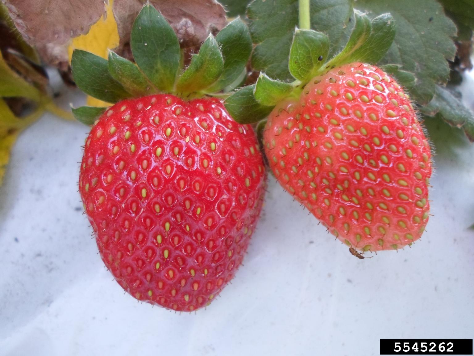 strawberry (Fragaria x ananassa Duchesne ex Rozier [chiloensis × ...