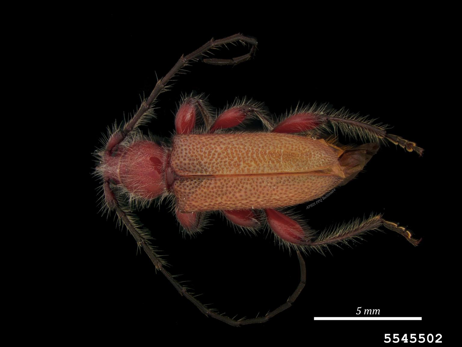 brown fir longhorned beetle (Callidiellum villosulum (Fairrnaire, 1899))