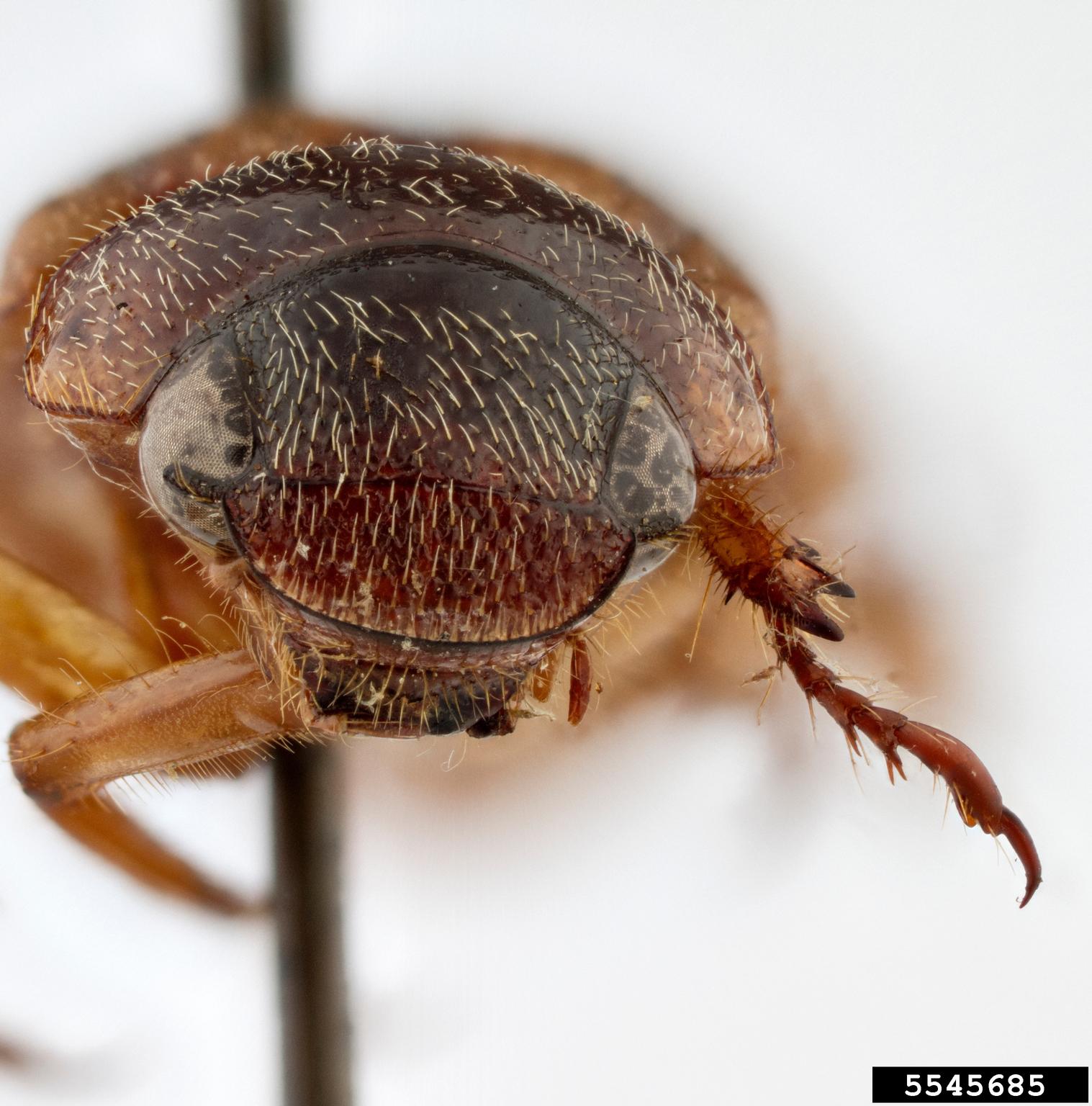 Scarab (Adoretus luridus)