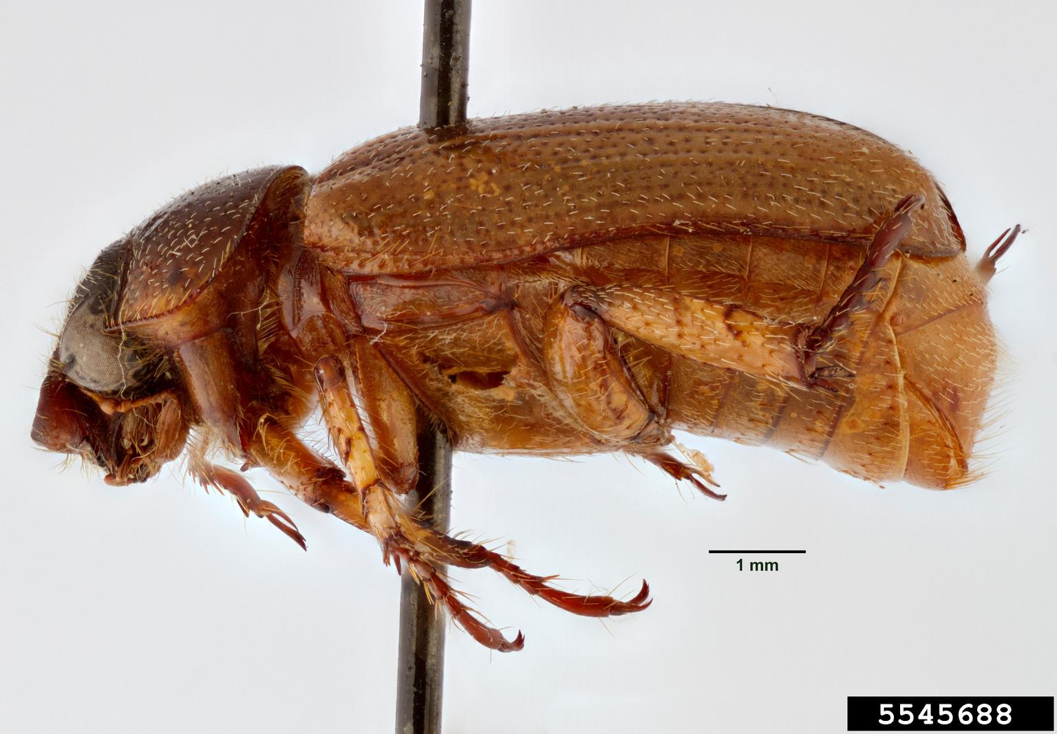 Scarab (Adoretus luridus Laporte, 1840)