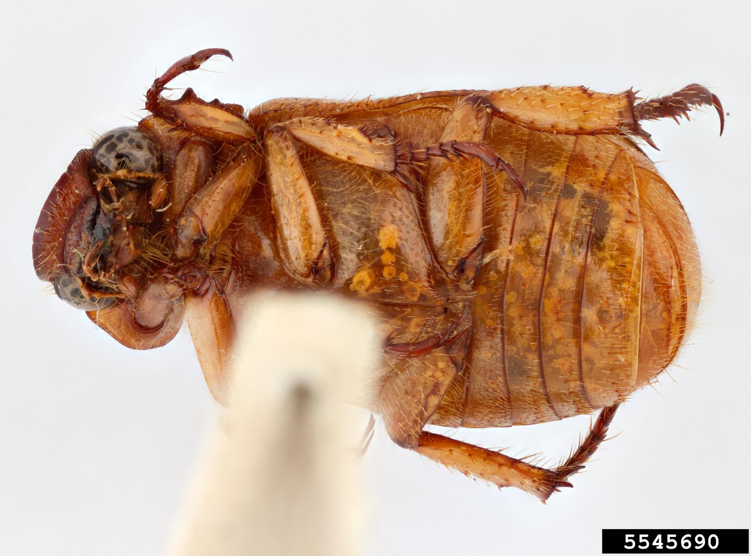 Scarab (Adoretus luridus)