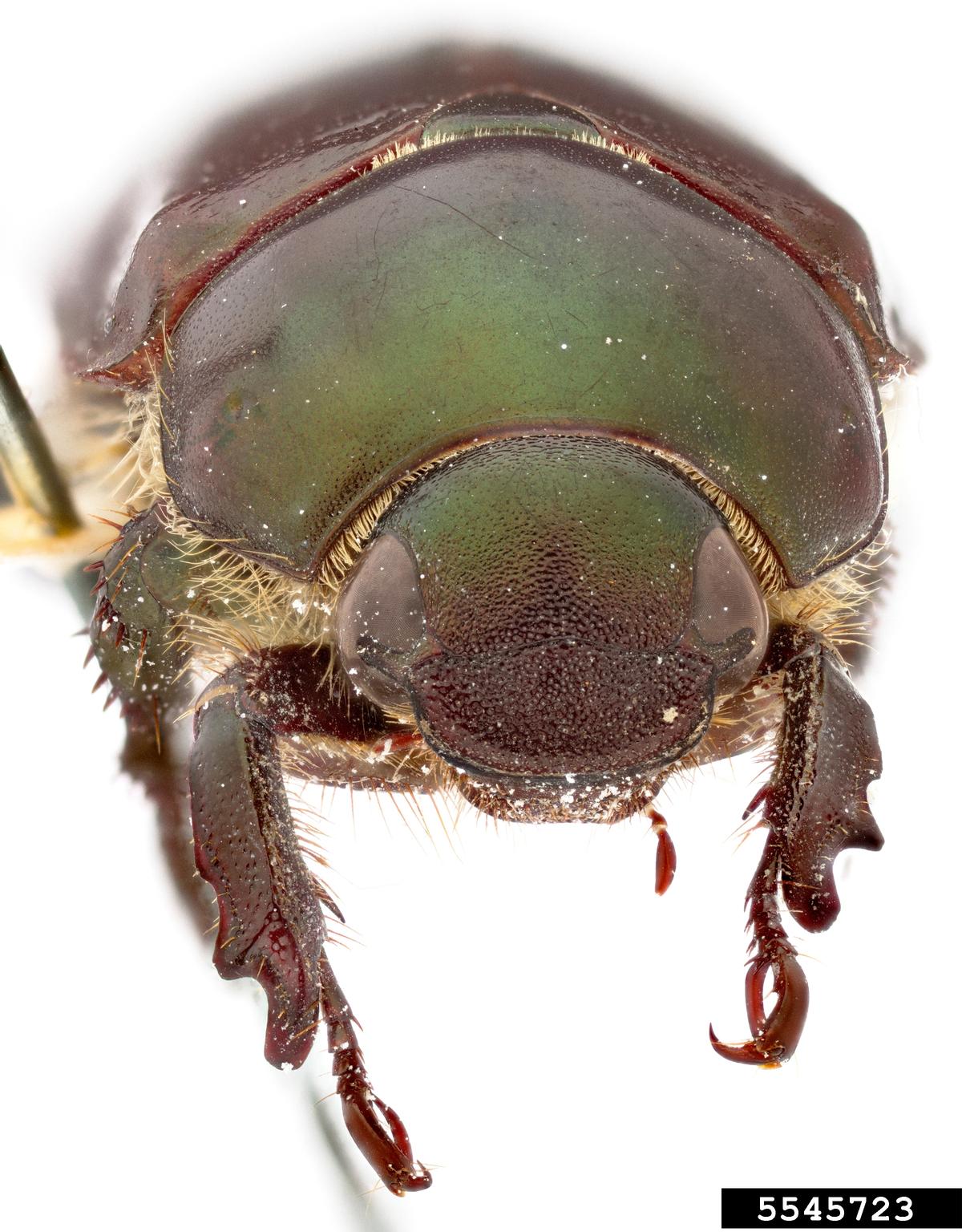 scarab beetle (Anomala antiqua (Gyllenhal, 1817))