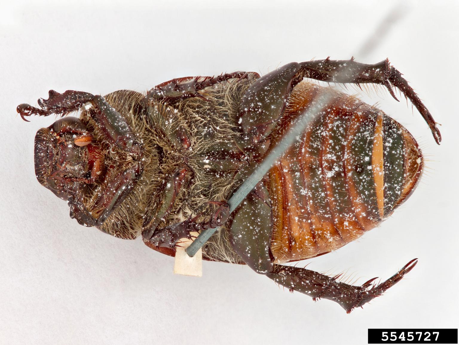 scarab beetle (Anomala antiqua (Gyllenhal, 1817))