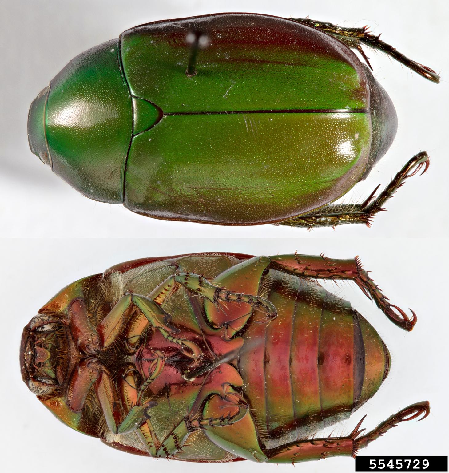 large green chafer beetle (Anomala cupripes Hope)