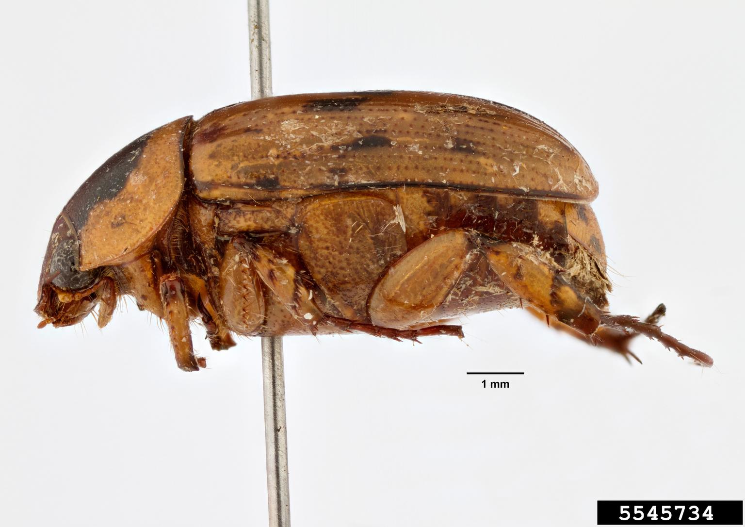 scarab beetle (Anomala discoidalis)
