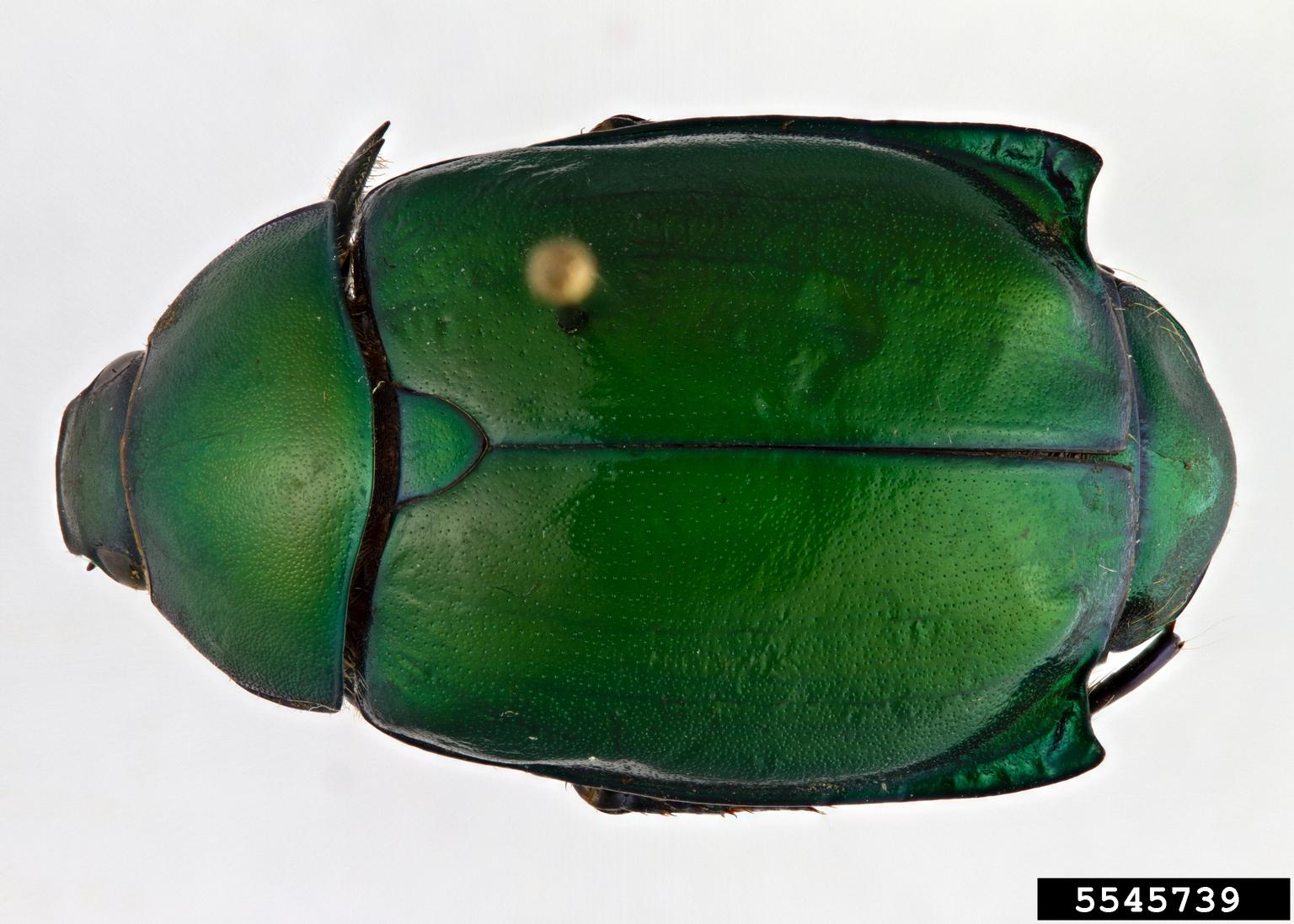 May beetle (Anomala expansa)