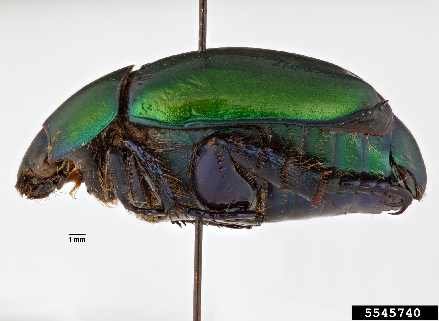 May beetle (Anomala expansa (Bates, 1866))