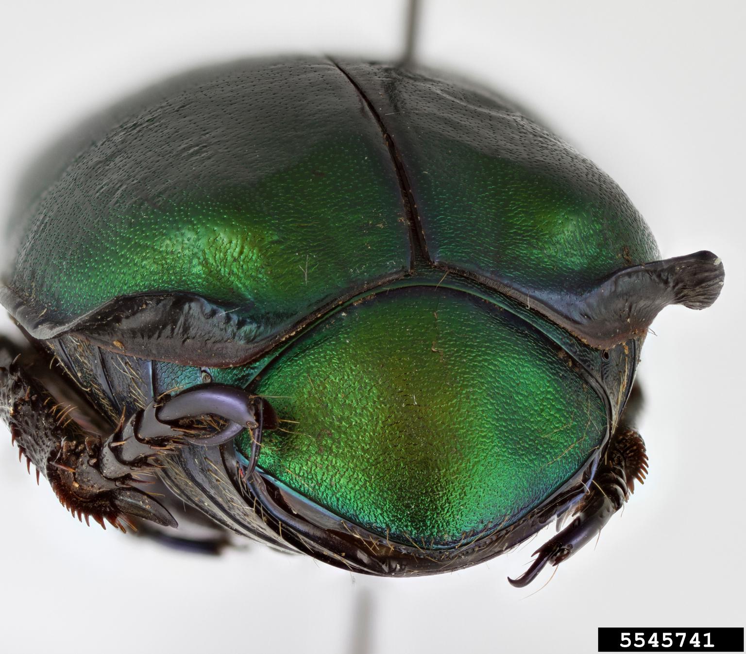 May beetle (Anomala expansa (Bates, 1866))